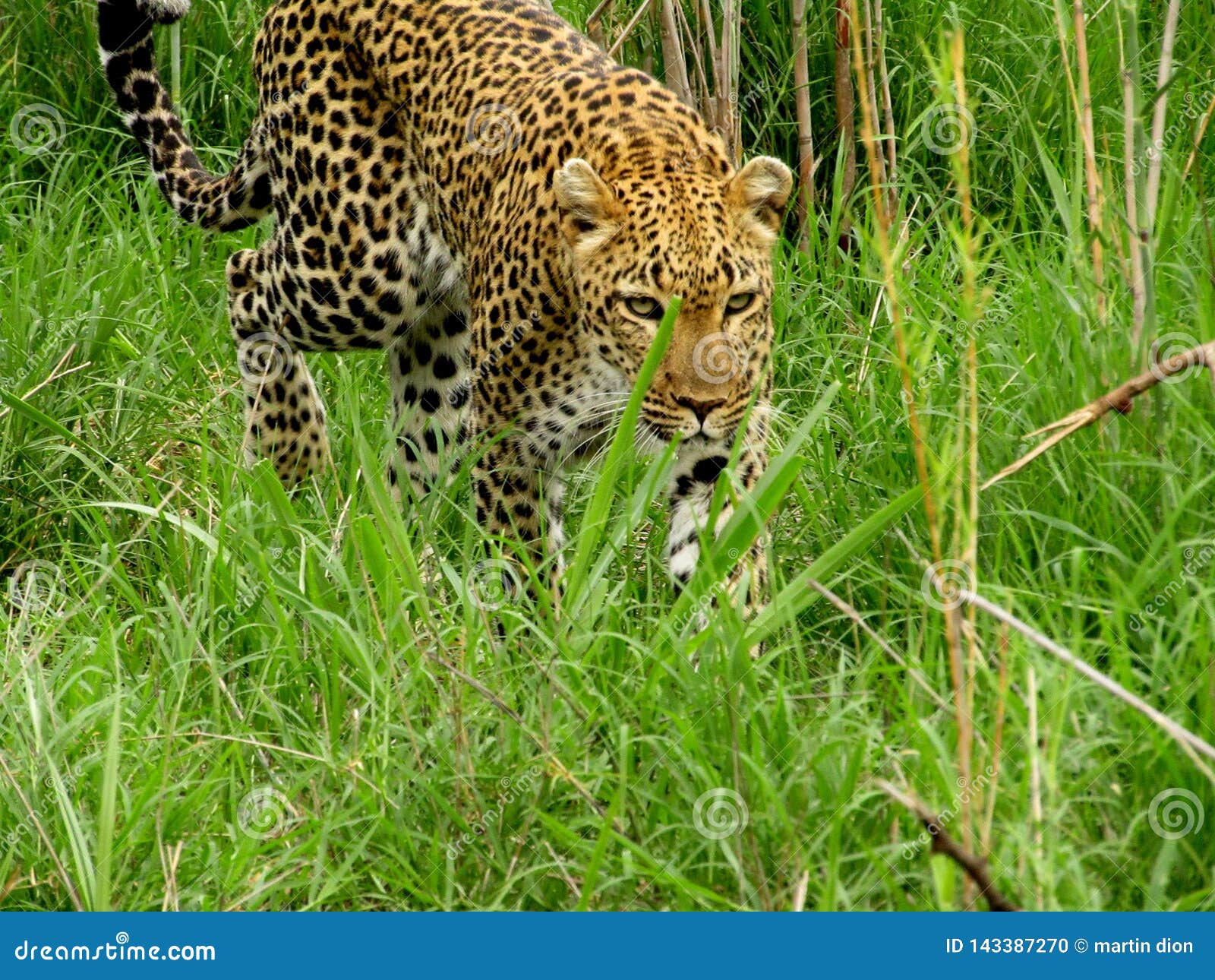 Leopard is the Most Beautiful Cat in the Bush Stock Photo - Image of ...