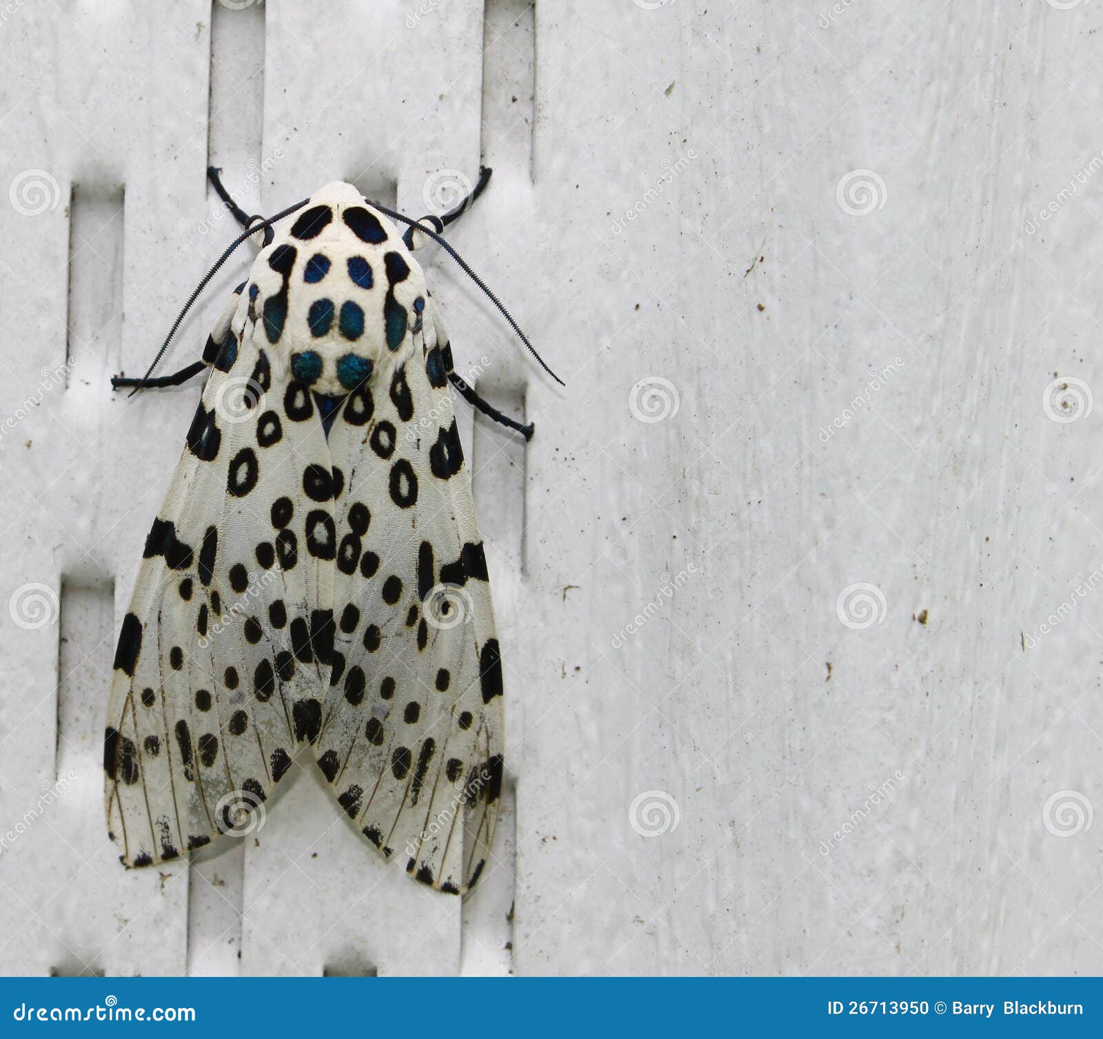Leopard Moth stock photo. Image of arctiinae, wings, large - 26713950