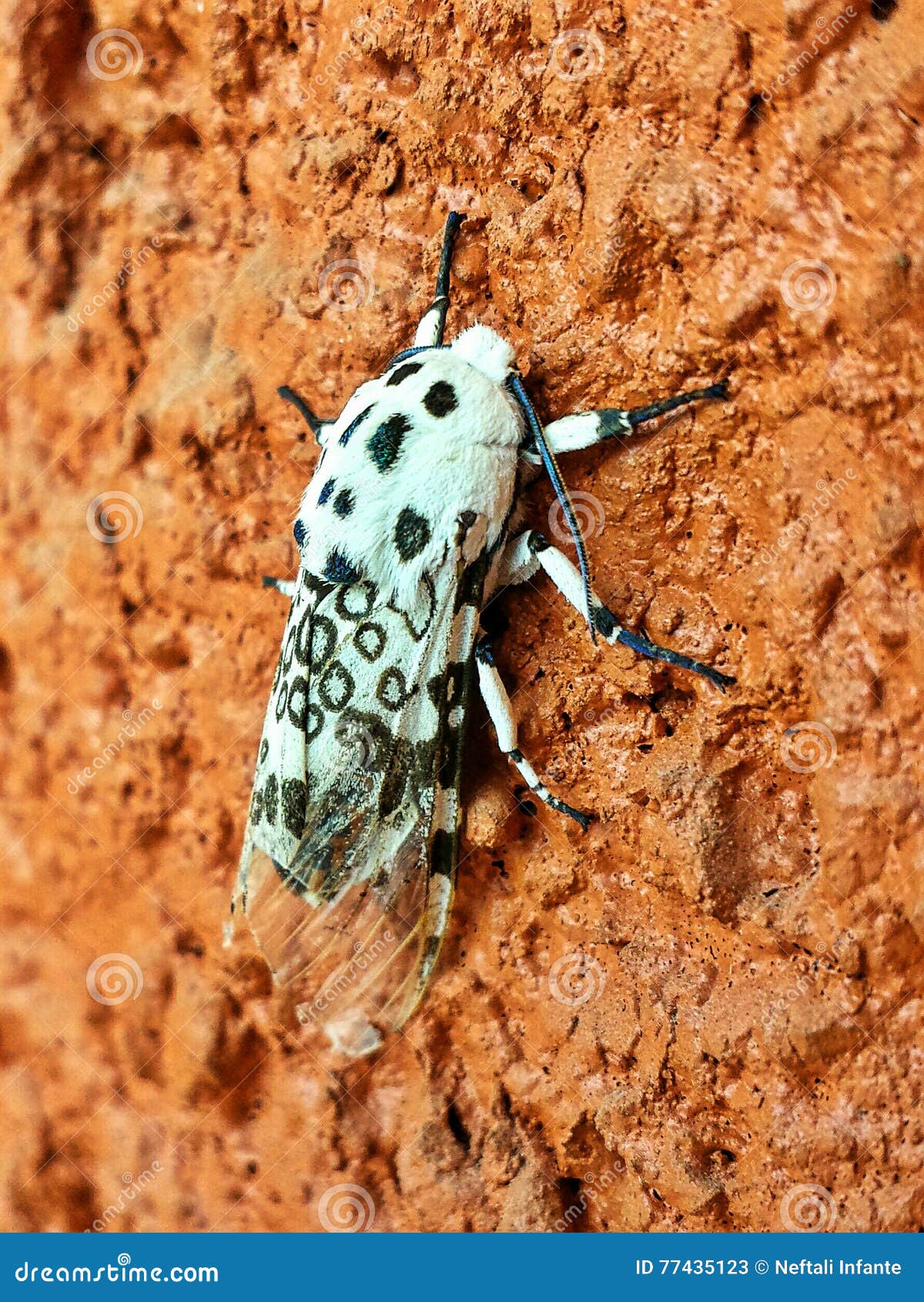 Leopard moth stock image. Image of insect, nature, giant - 77435123