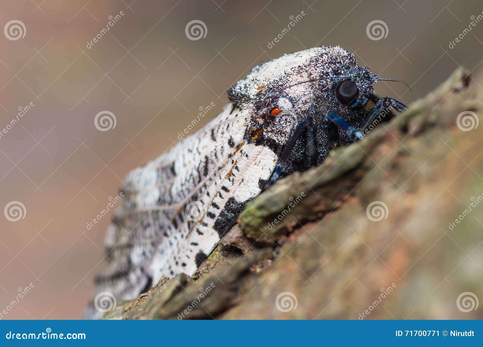 Leopard Moth. stock image. Image of close, insect, blue - 71700771