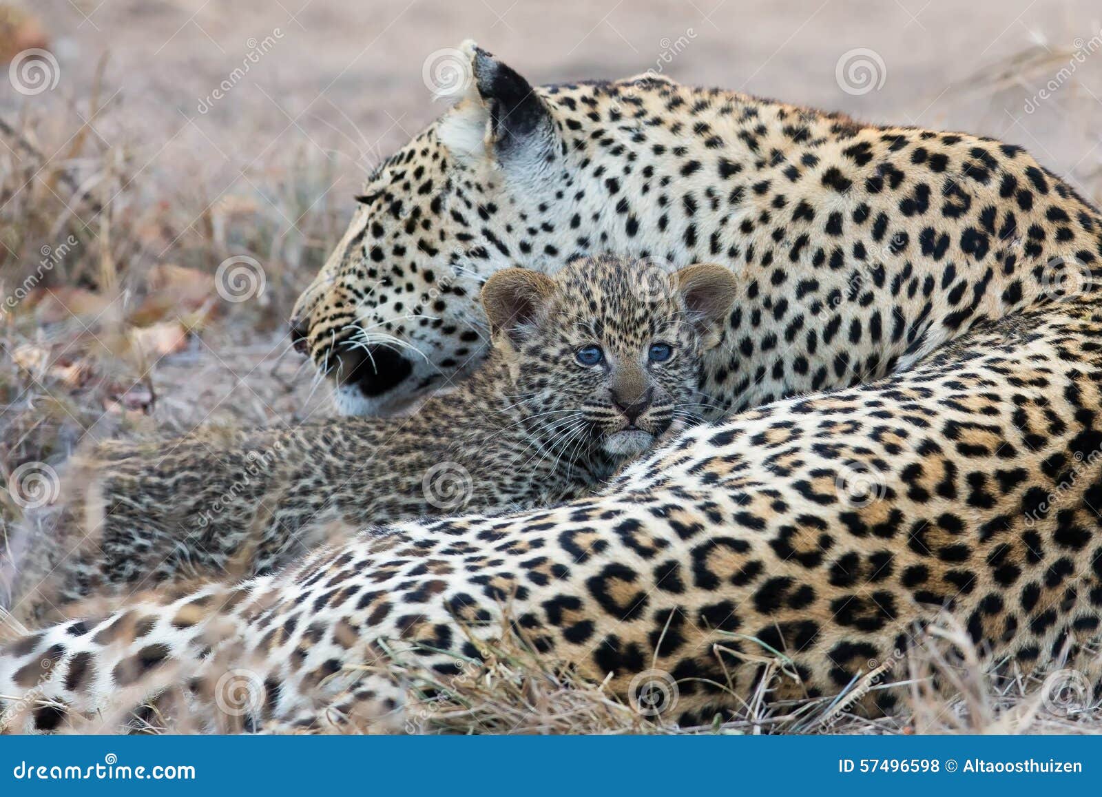 Leopard Mother Cares for Her Cub in Gathering Darkness Stock Photo ...