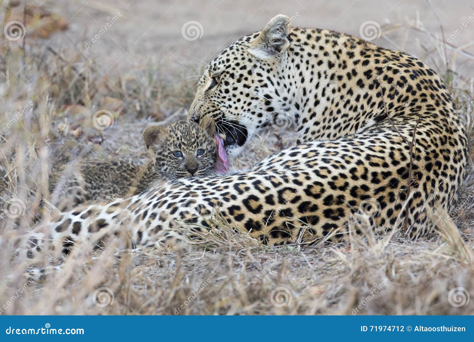 Leopard Mother And Cub In Sabi Sands Game Reserve Stock Image ...