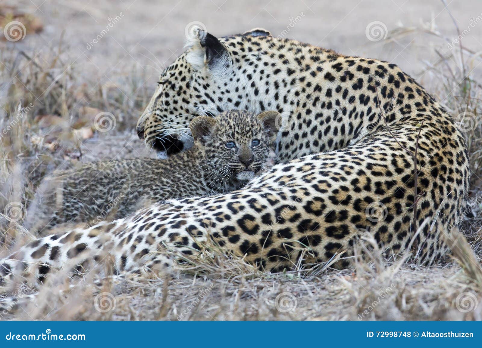 Leopard Mother Cares for Her Cub in Gathering Darkness Stock Photo ...