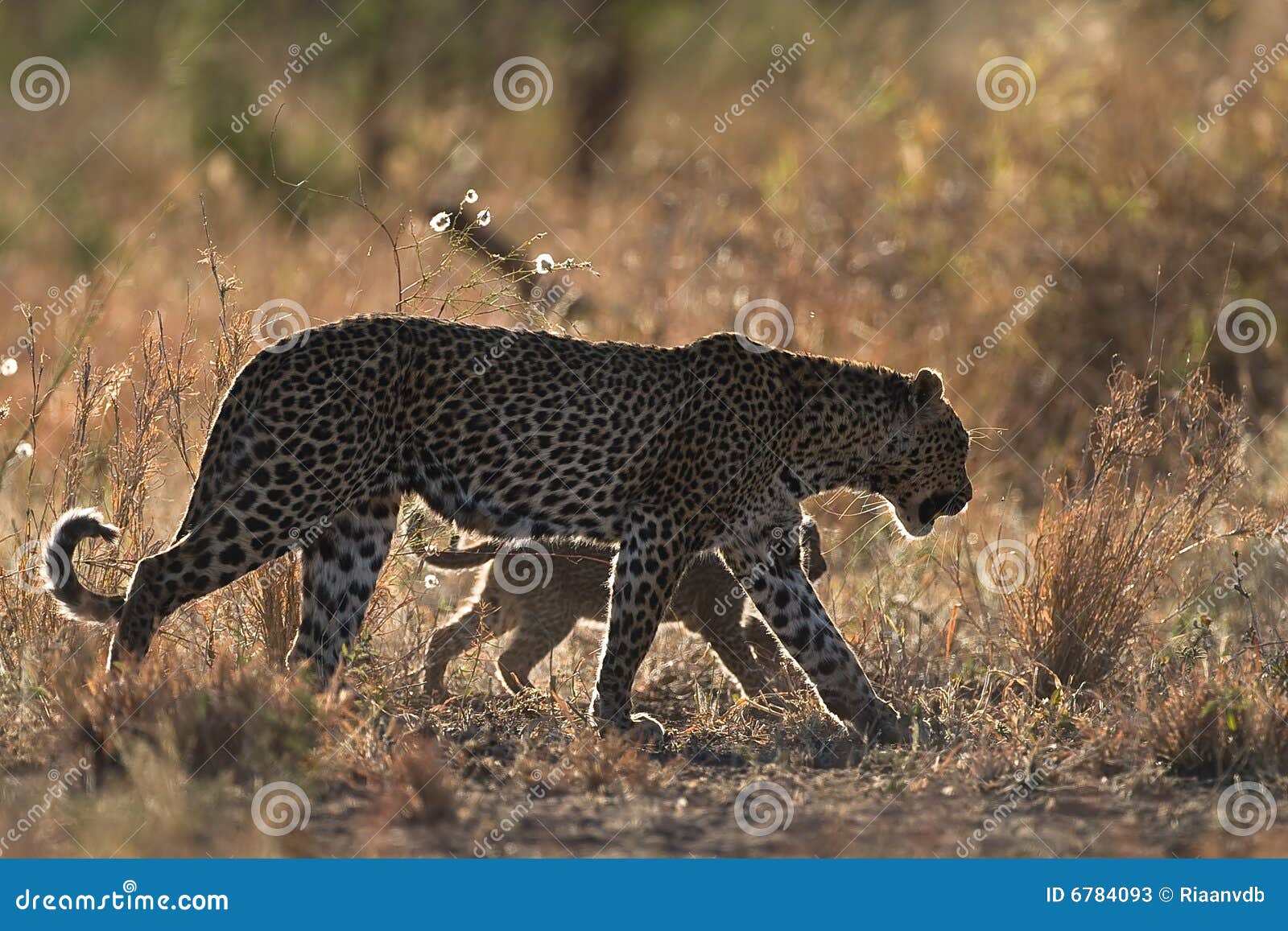 Leopard mother and cub stock image. Image of mammals, mothers - 6784093