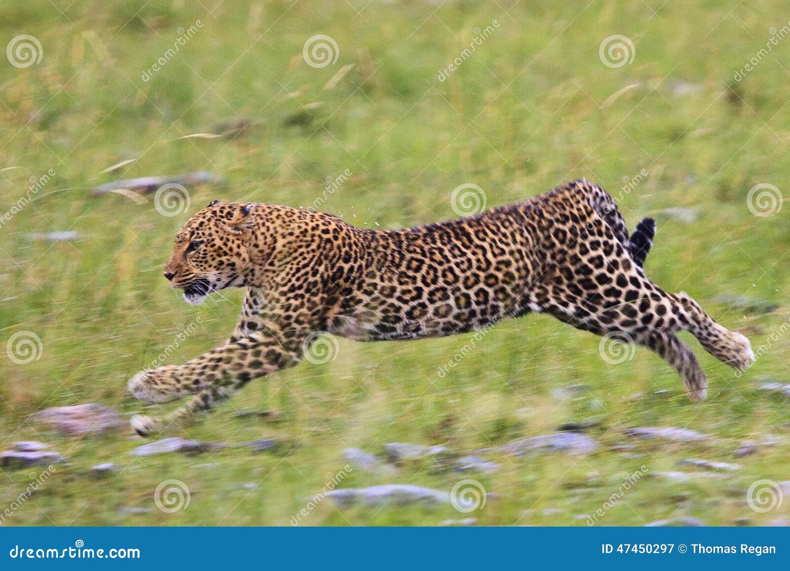 Leopard in motion stock image. Image of power, africa - 47450297