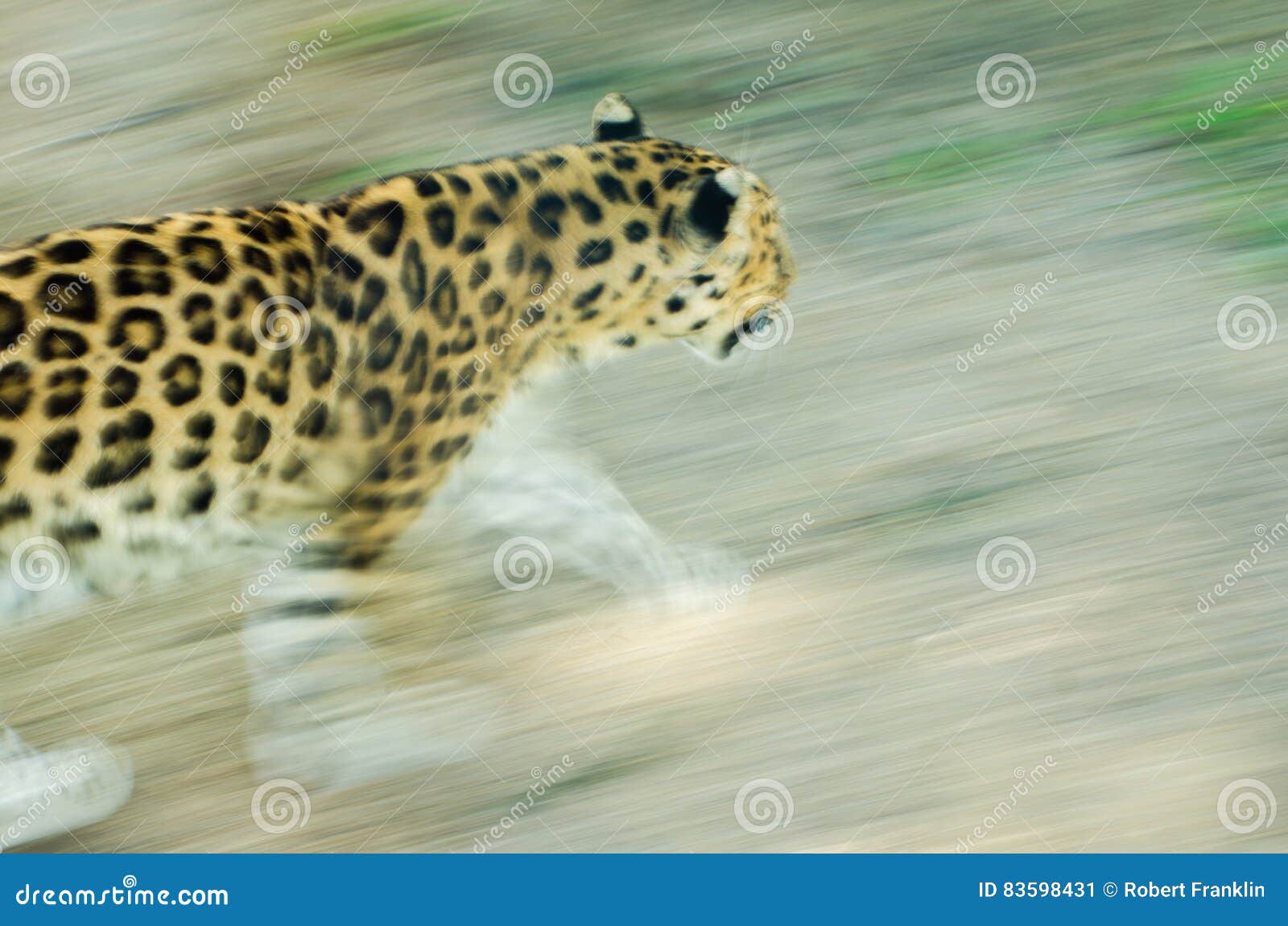 Leopard on the move stock image. Image of baby, panning - 83598431