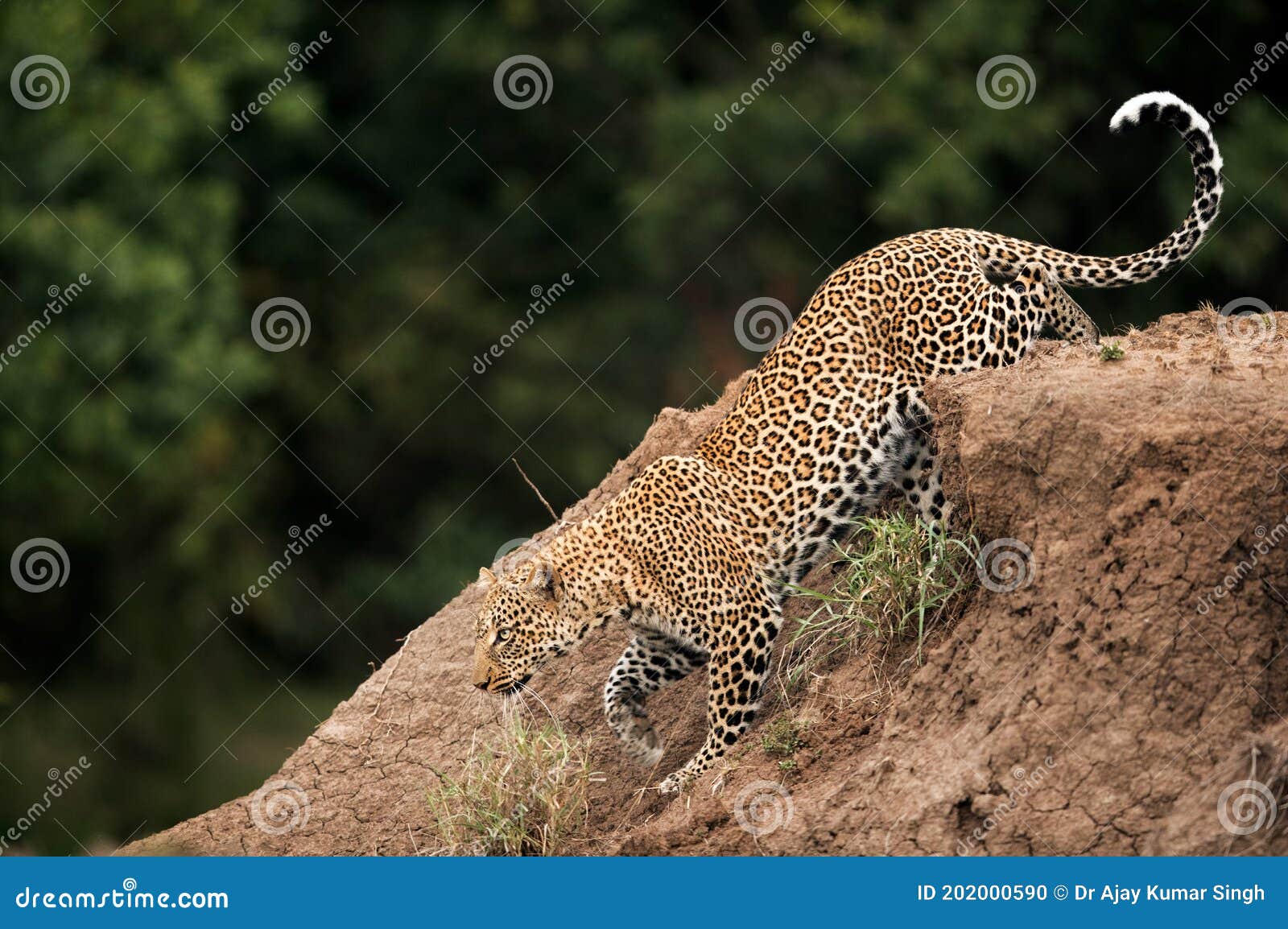 Leopard Moving On The Grasslands Stock Image | CartoonDealer.com #109233337