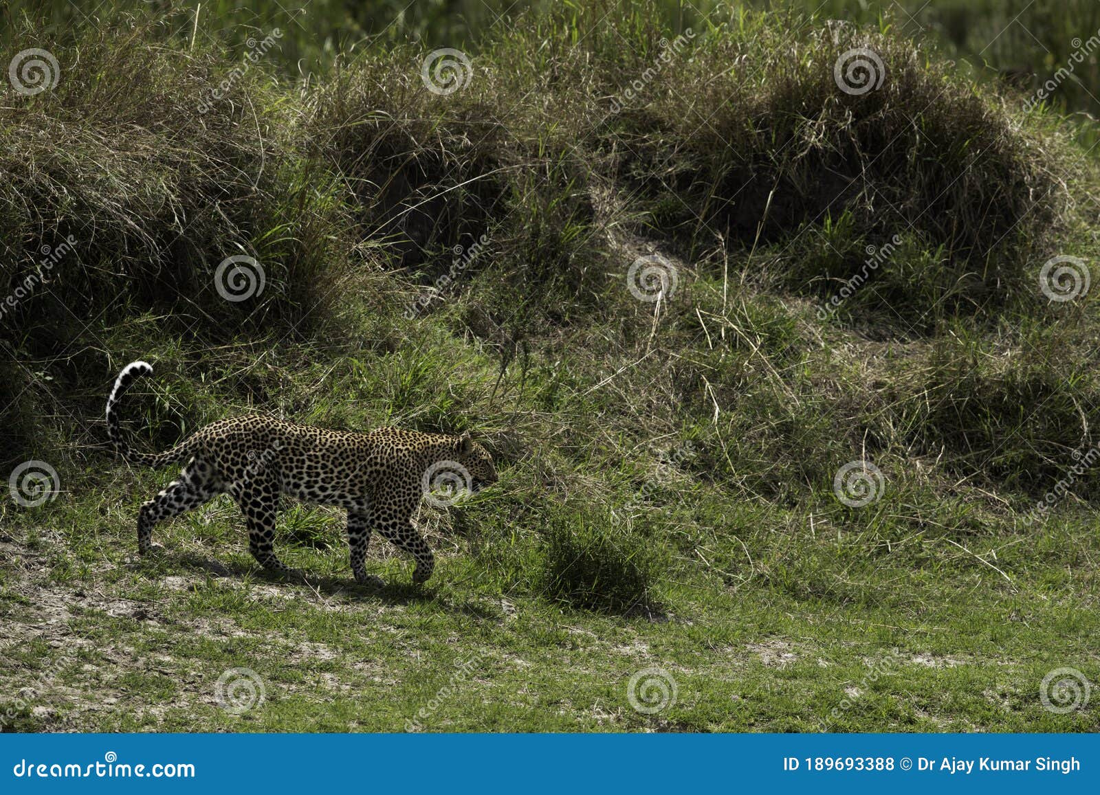 Leopard Moving in the Grassland of Masai Mara, Kenya Stock Photo ...