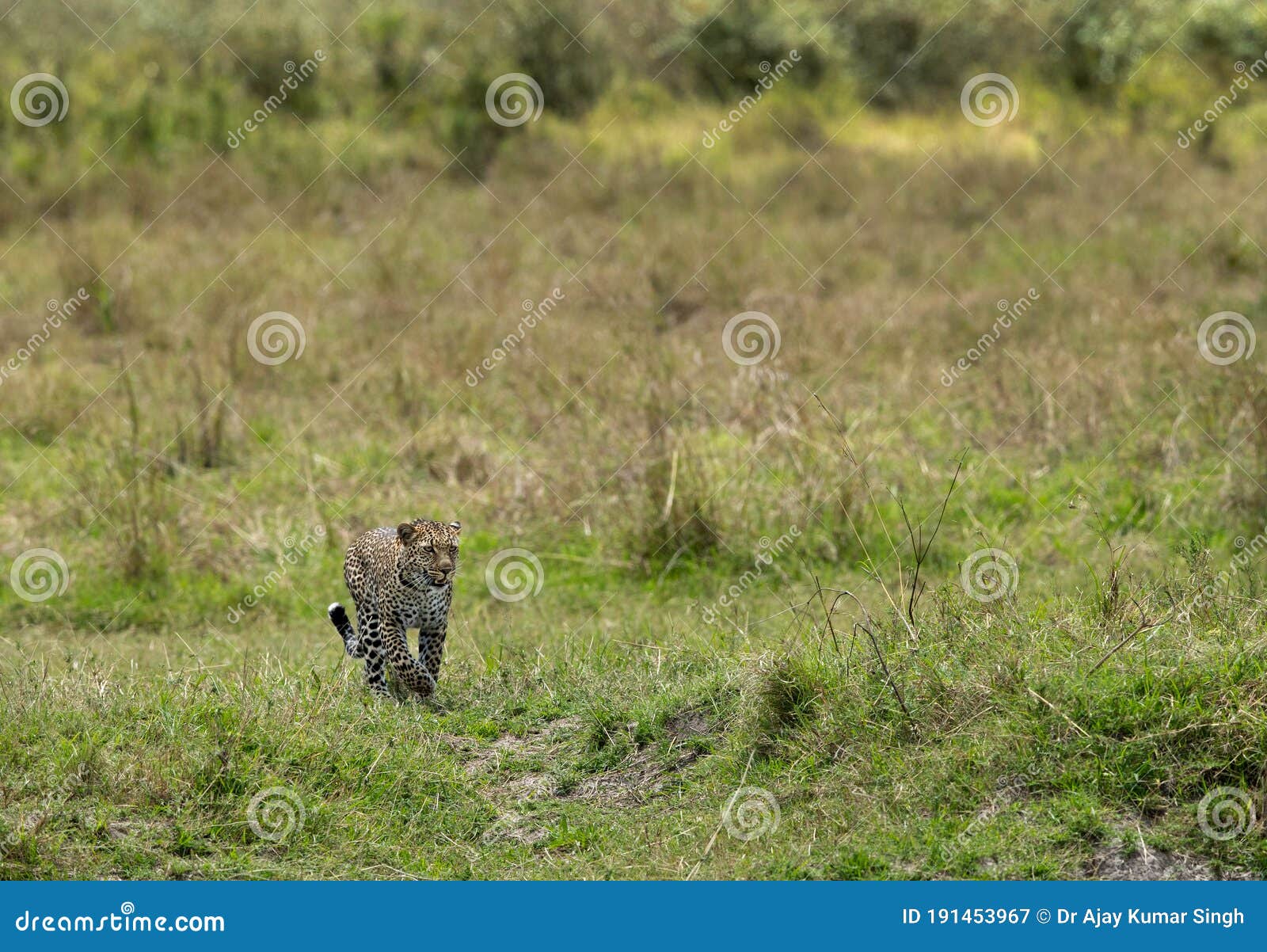 Leopard Moving on the Grassland of Masai Mara, Kenya Stock Image ...