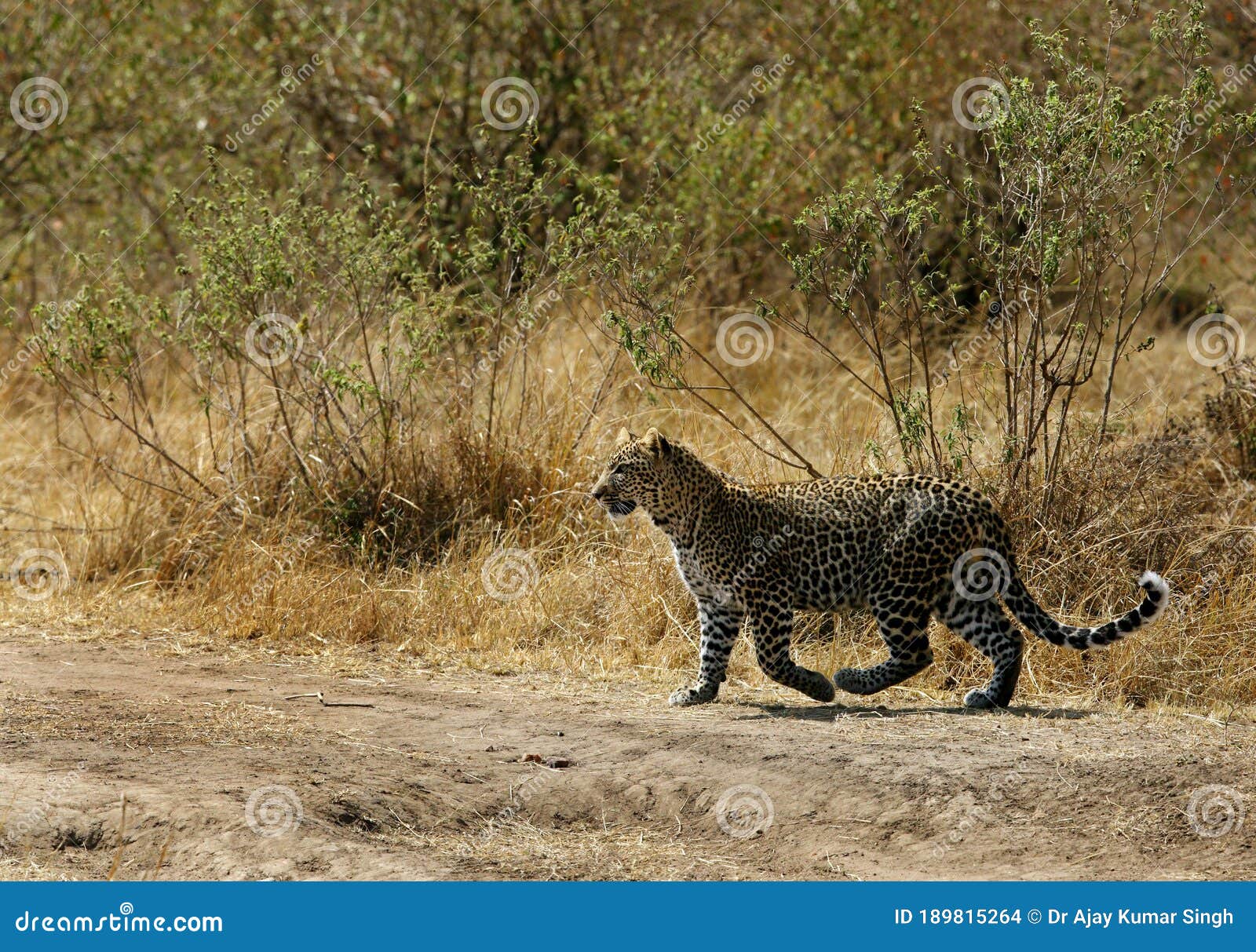 Leopard Moving On The Grasslands Stock Image | CartoonDealer.com #109233337