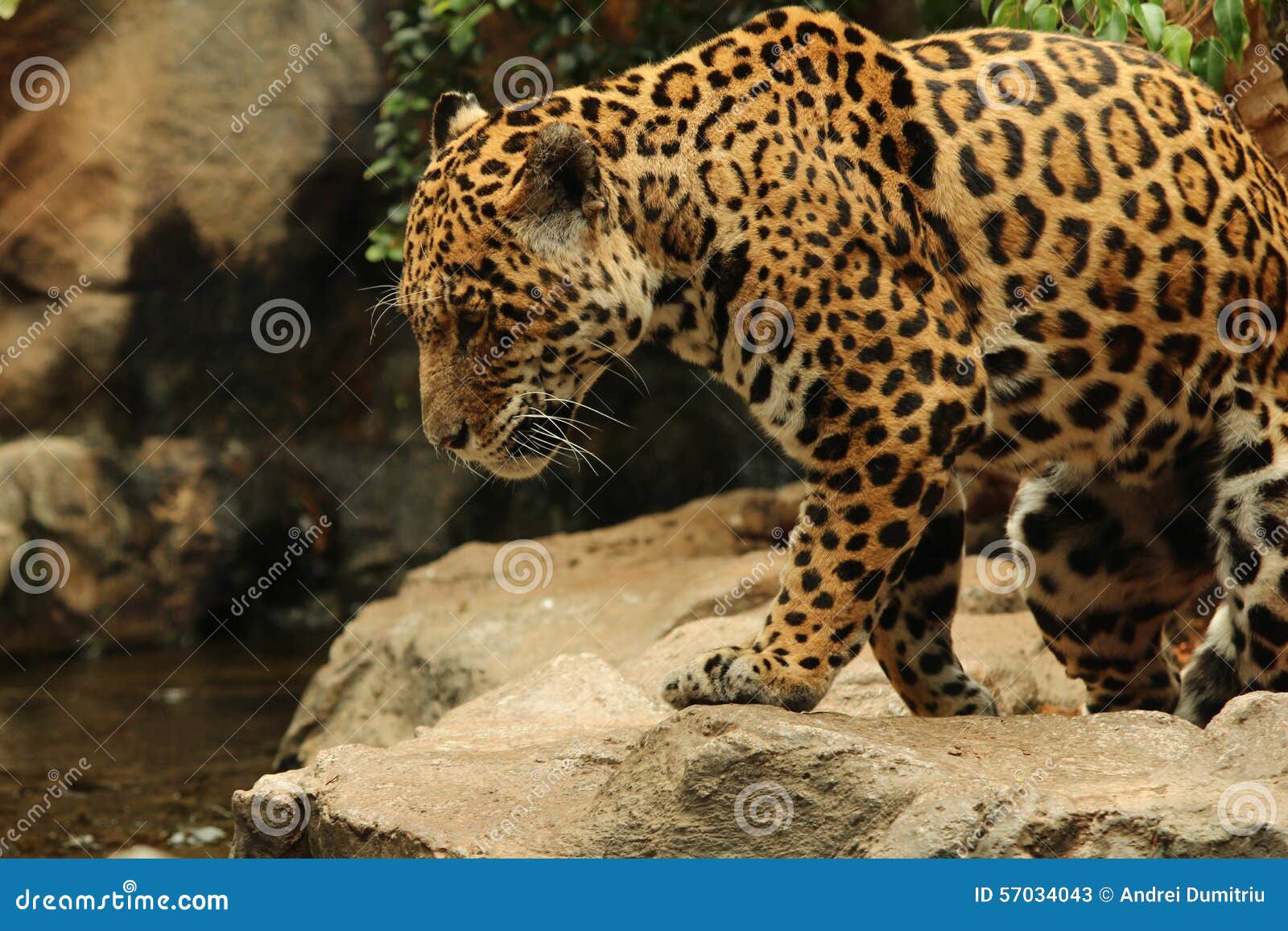 Leopard next to river stock image. Image of river, pond - 57034043