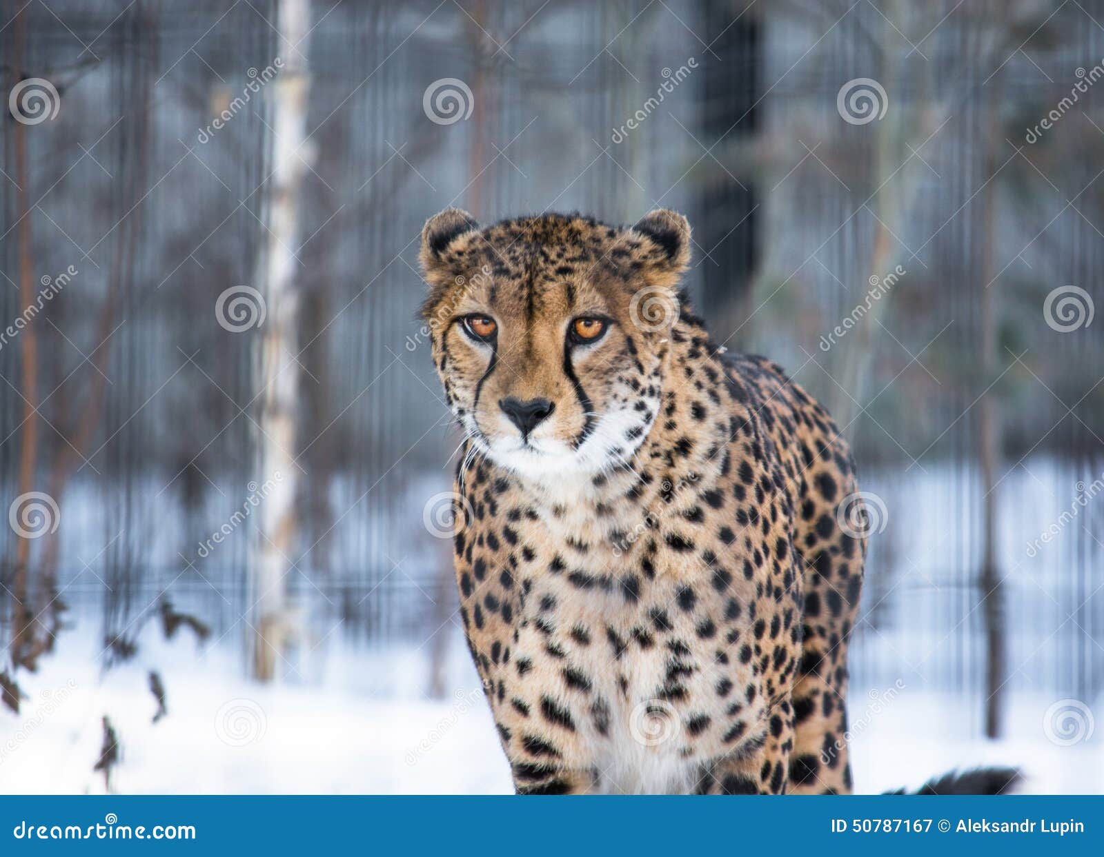 Leopard stock image. Image of look, forest, hunter, strong - 50787167