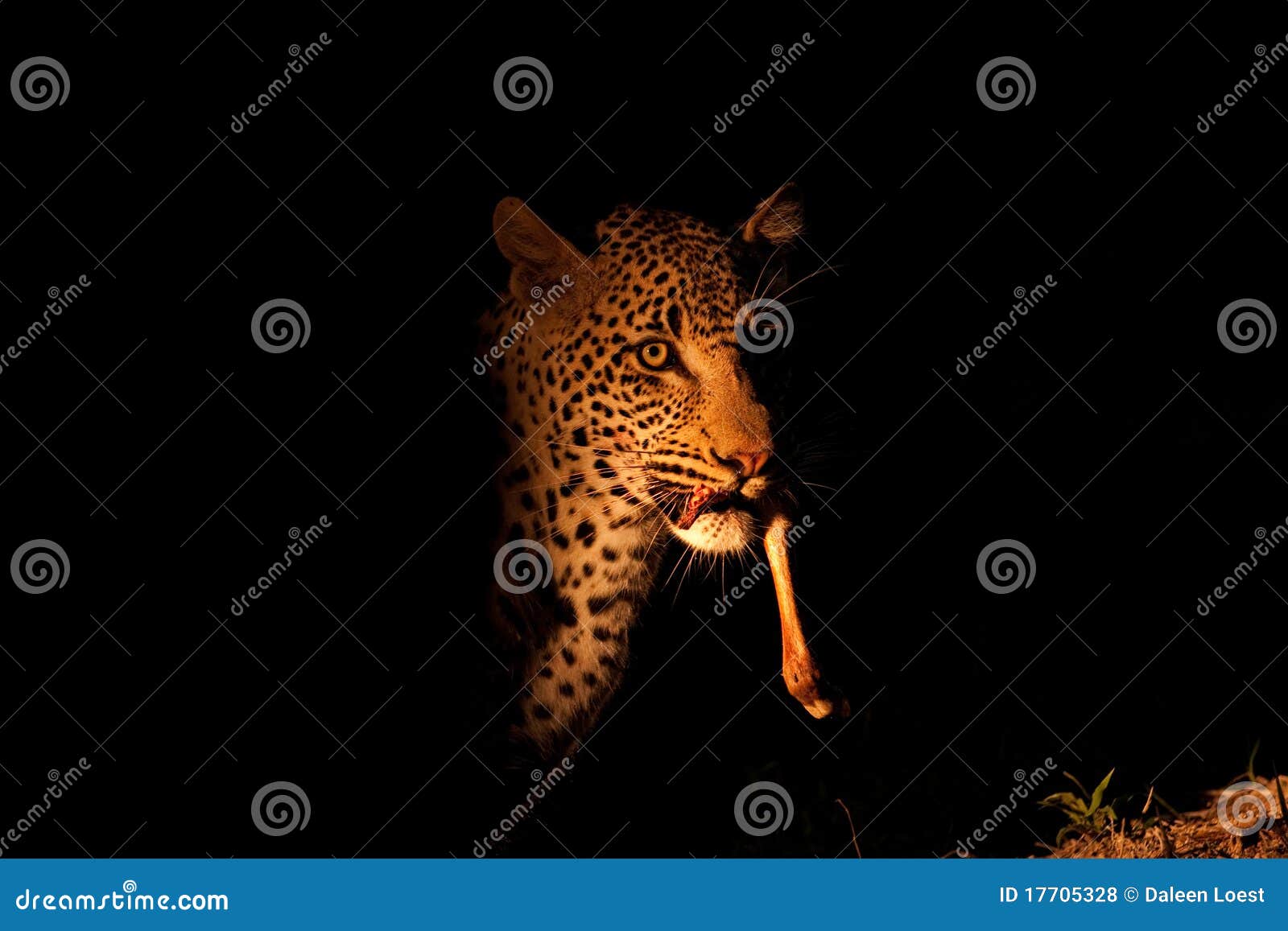 Leopard at night stock photo. Image of tourism, panthera - 17705328
