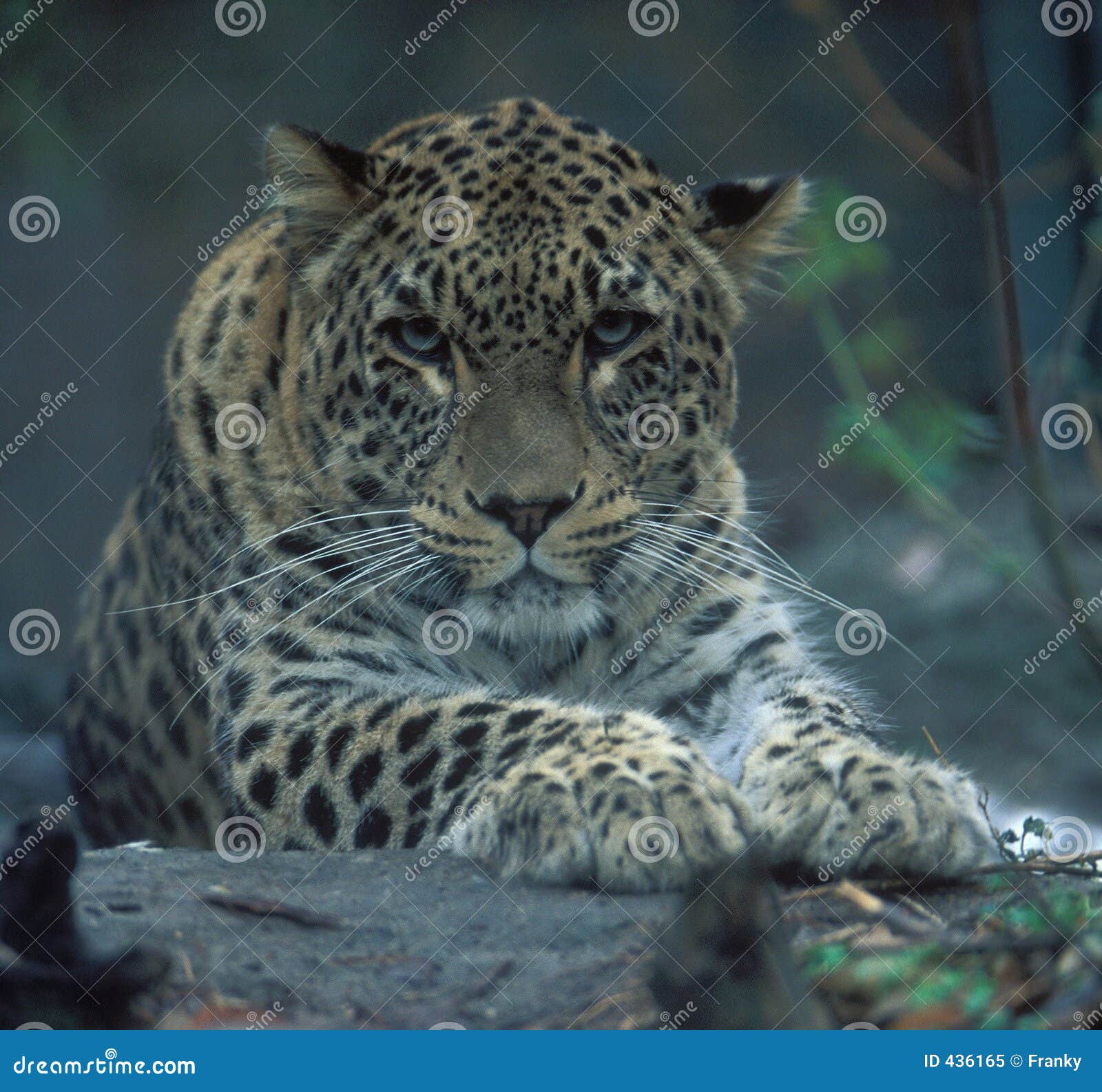 Leopard at night stock image. Image of look, carnivore - 436165