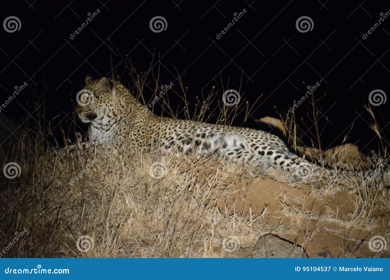 Leopard at night stock image. Image of south, cheetah - 95104537