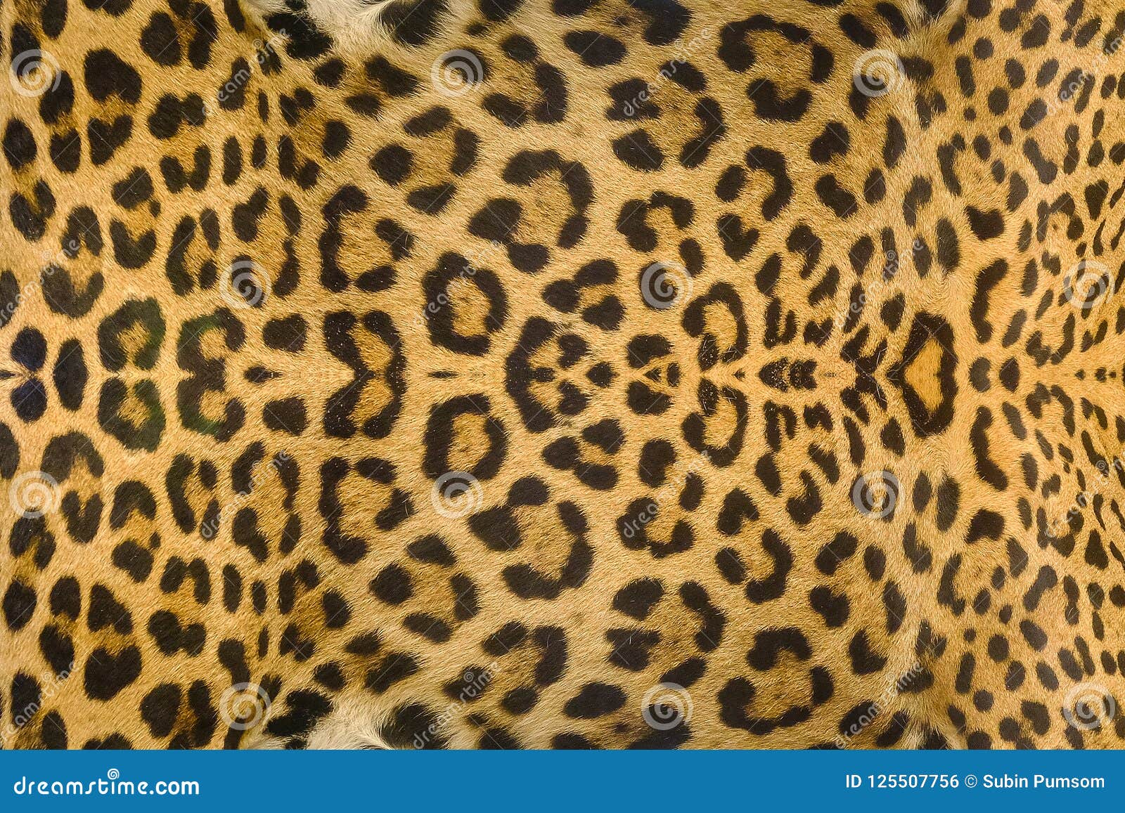 Ocelot Fur Texture Royalty-Free Stock Photography | CartoonDealer.com ...