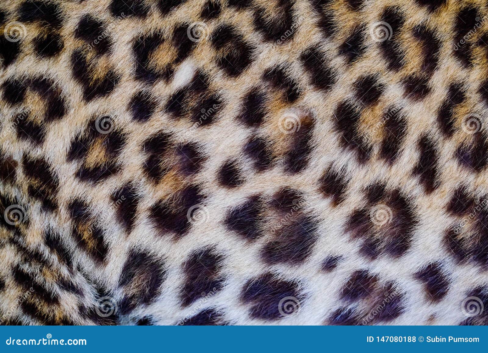 Ocelot Fur Texture Royalty-Free Stock Photography | CartoonDealer.com ...