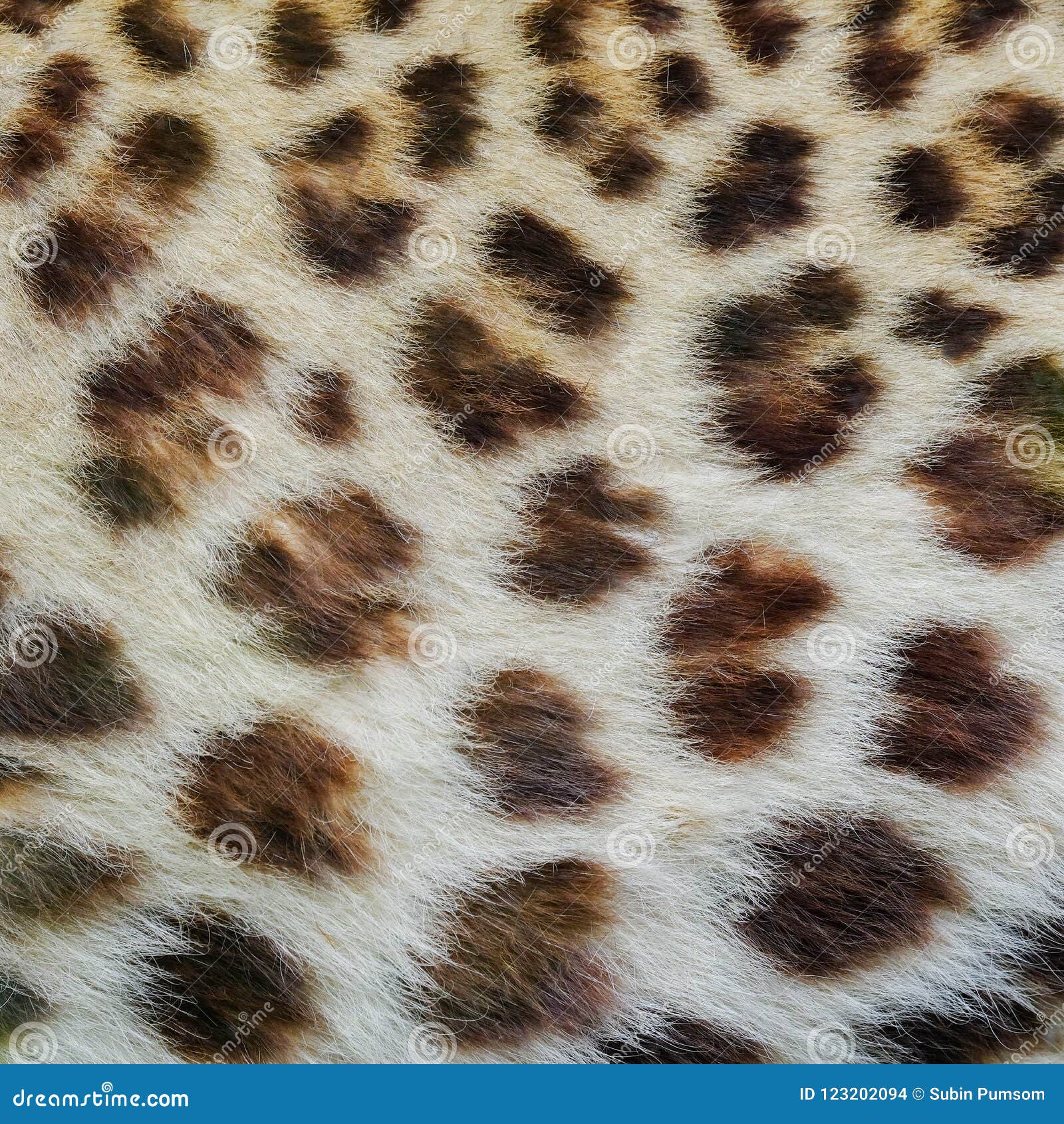 Ocelot Fur Texture Royalty-Free Stock Photography | CartoonDealer.com ...