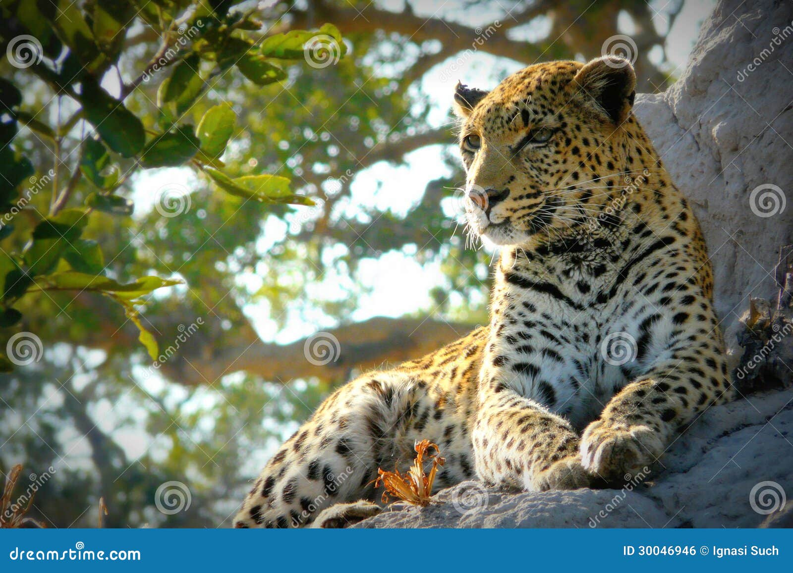 Female Leopard Royalty-Free Stock Photo | CartoonDealer.com #41144439