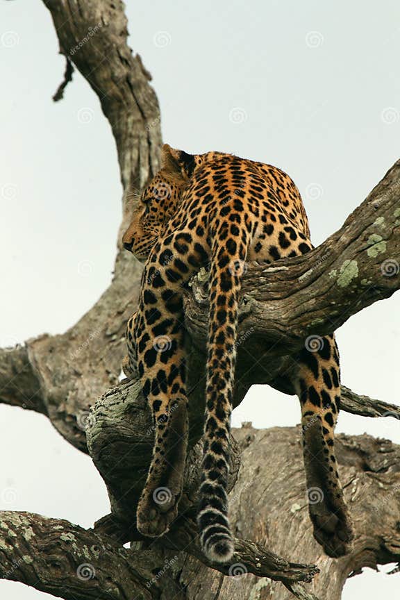 Leopard in an Old Tree stock image. Image of bark, lying - 8090123