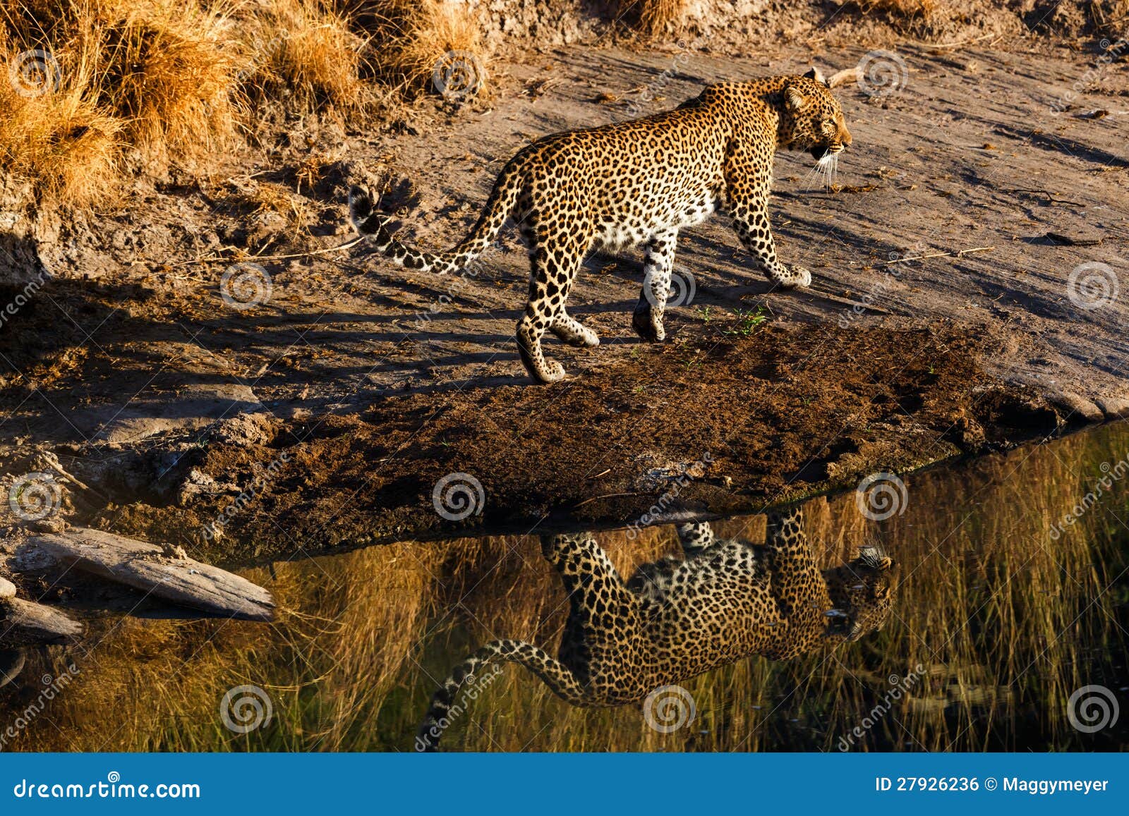 Leopard Olive, Talek River, Masai Mara Stock Photo - Image of reserve ...