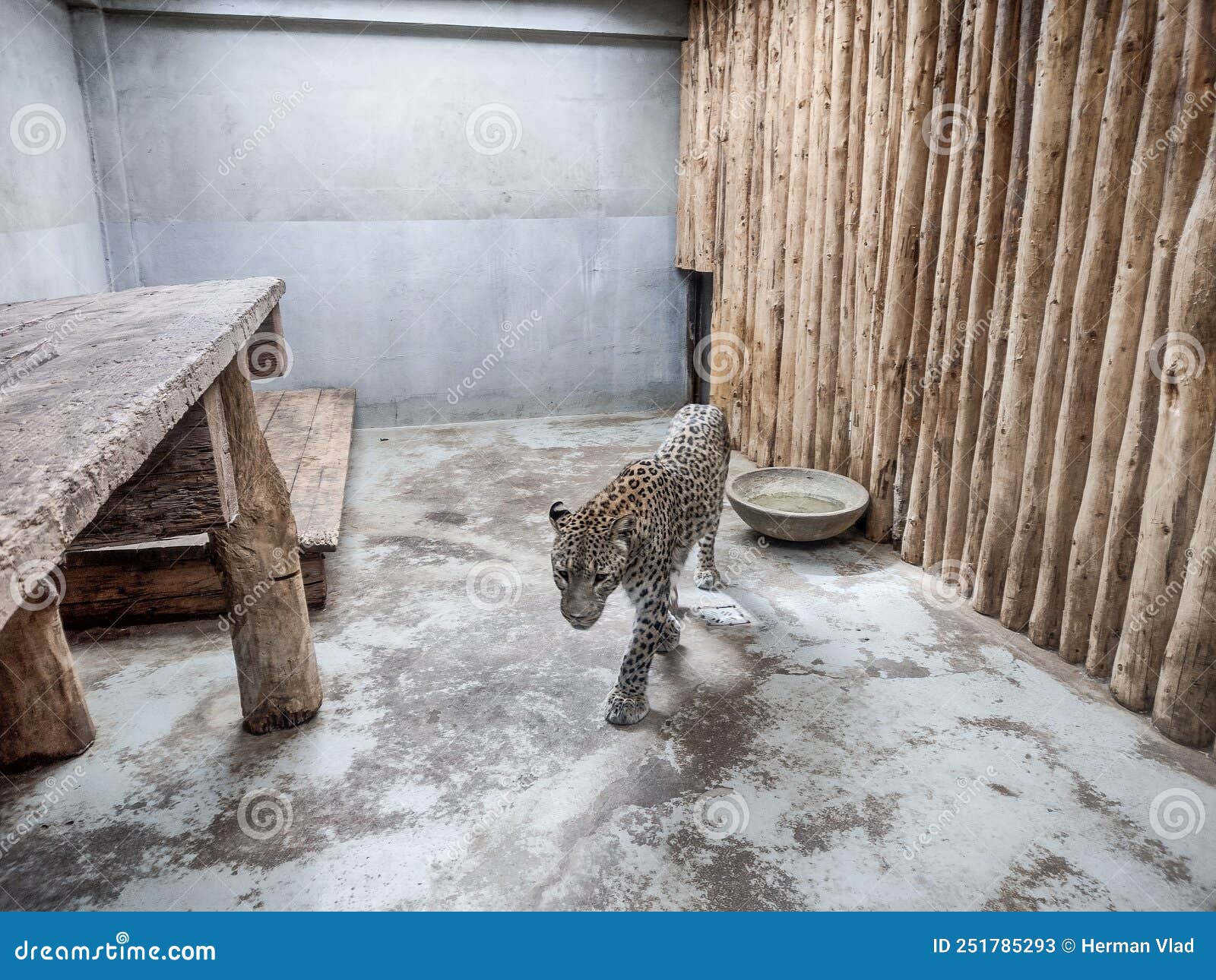 Leopard at Oradea Zoo, Romania Stock Image - Image of leopard, bokeh ...