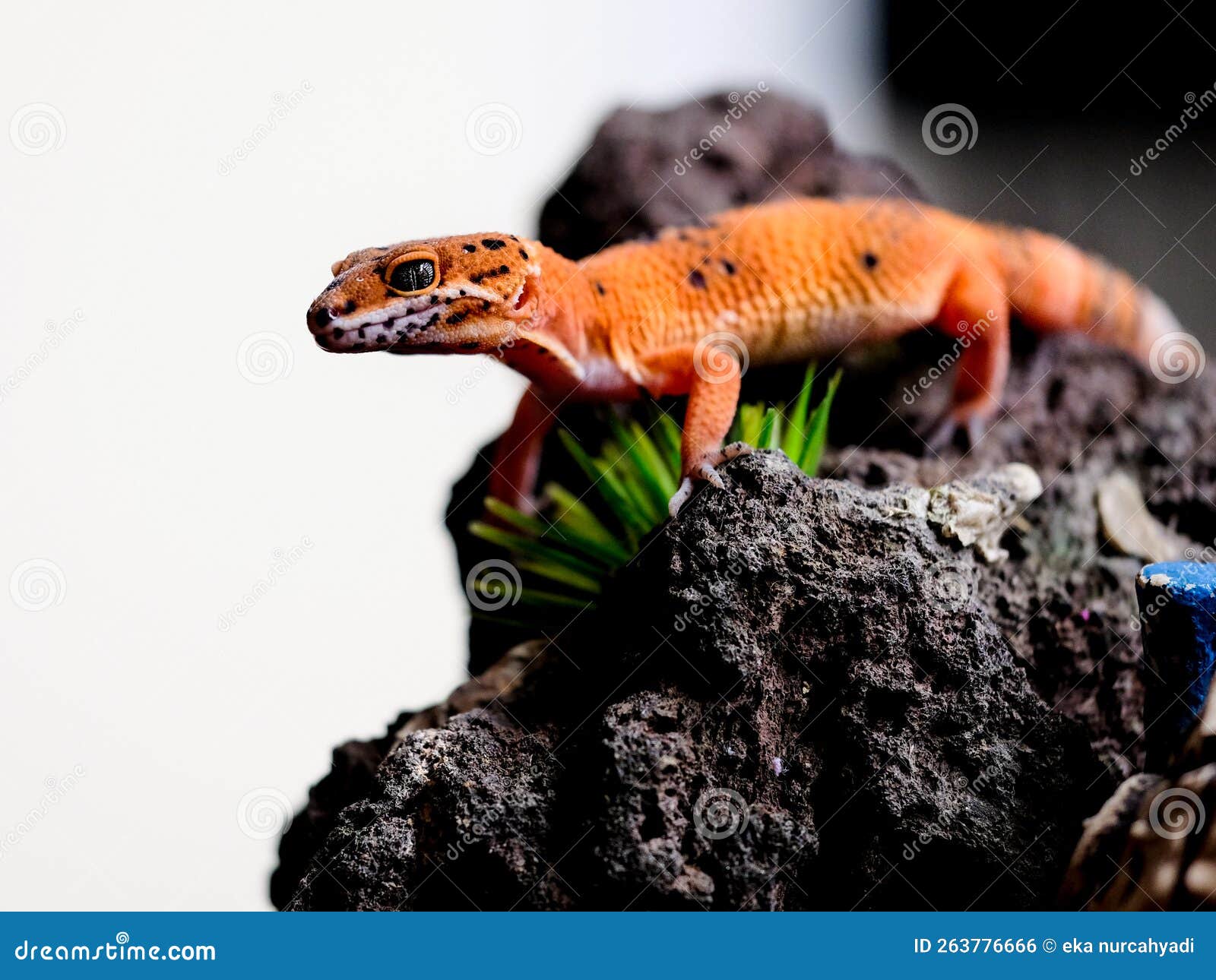 Leopard Orange Gecko stock photo. Image of turtle, animal - 263776666