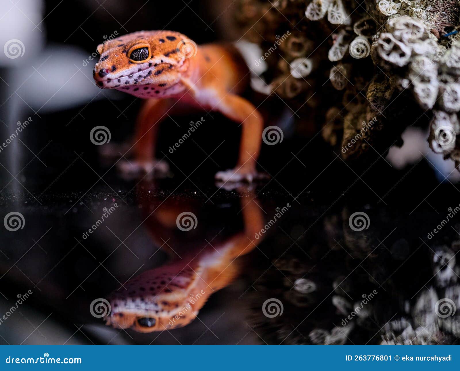 Leopard Orange Gecko stock image. Image of wildlife - 263776801