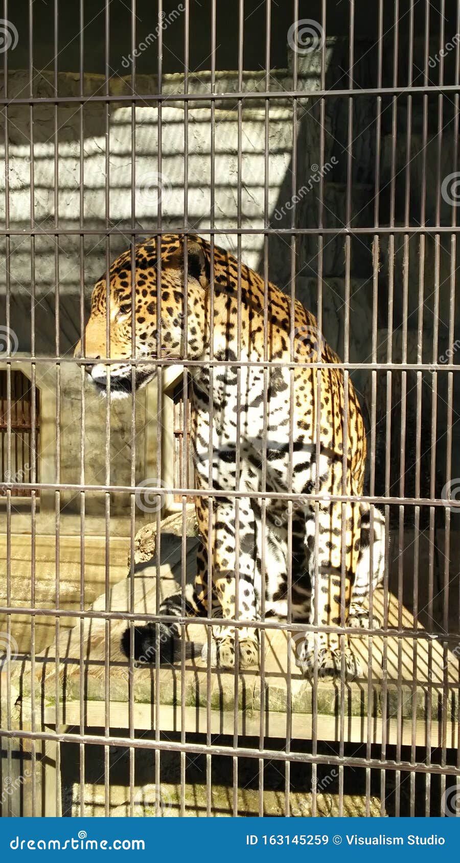 A Leopard in Orange is Sitting Casually in Its Cage Stock Image - Image ...