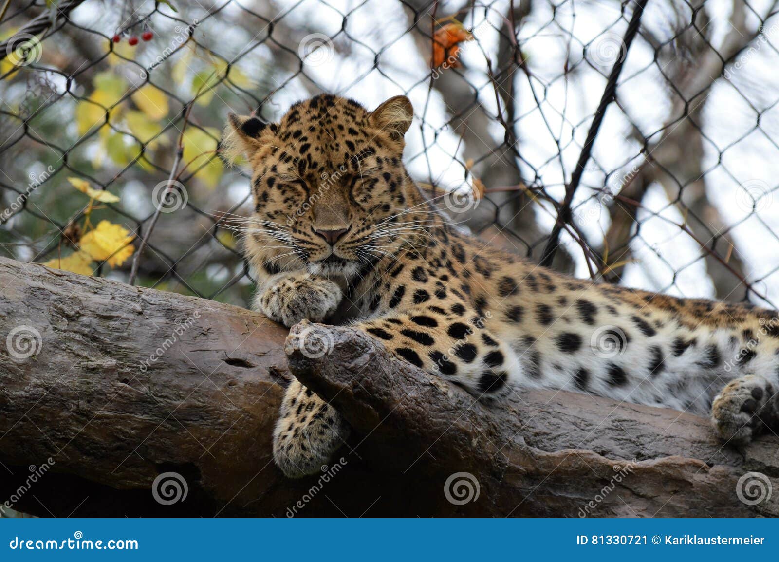 Leopard stock image. Image of focused, cute, calm, eyes - 81330721