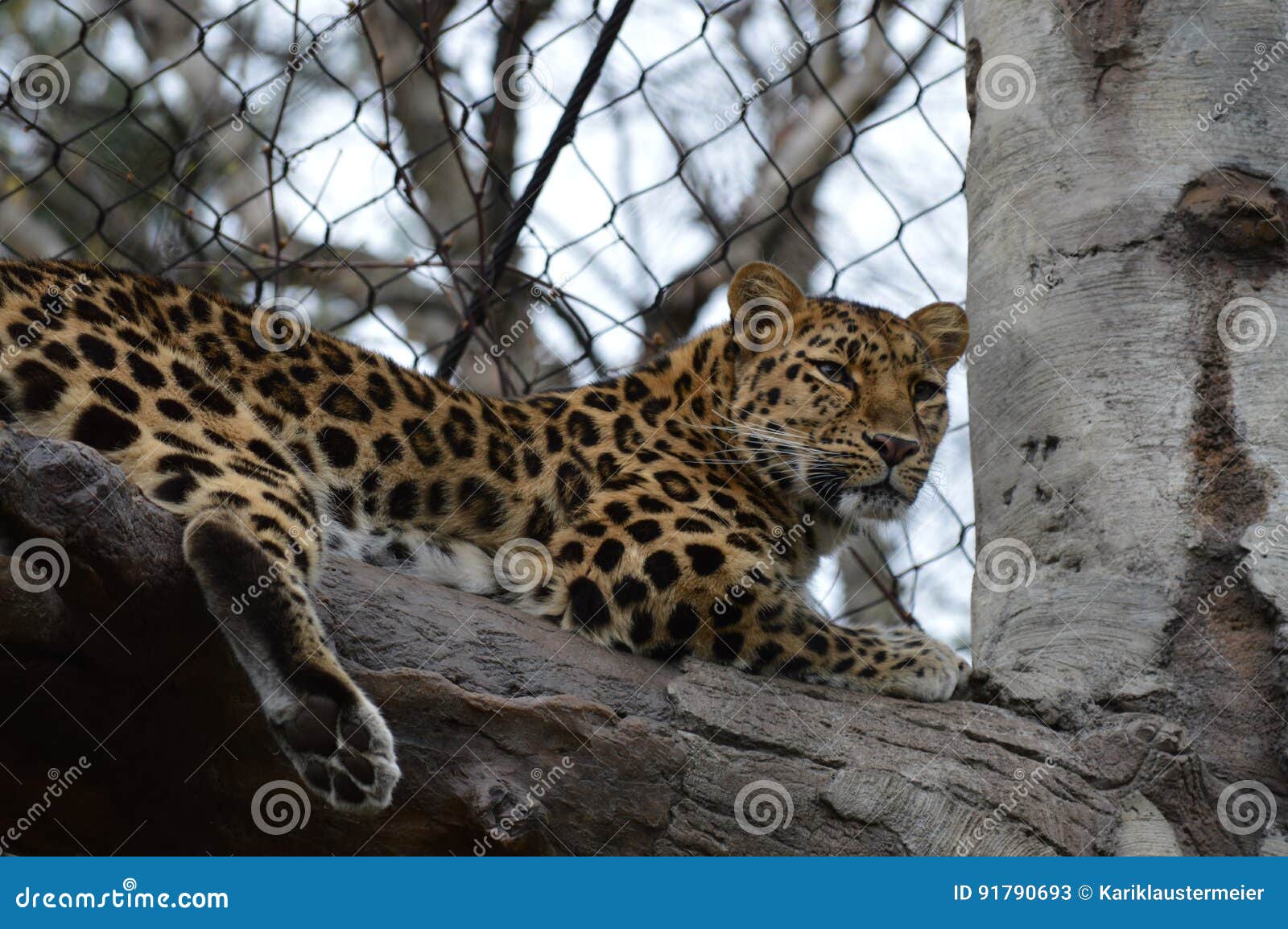 Leopard stock image. Image of adventure, amur, branch - 91790693