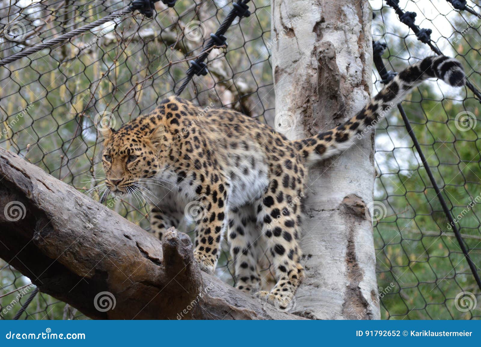 Leopard stock photo. Image of attraction, green, curious - 91792652