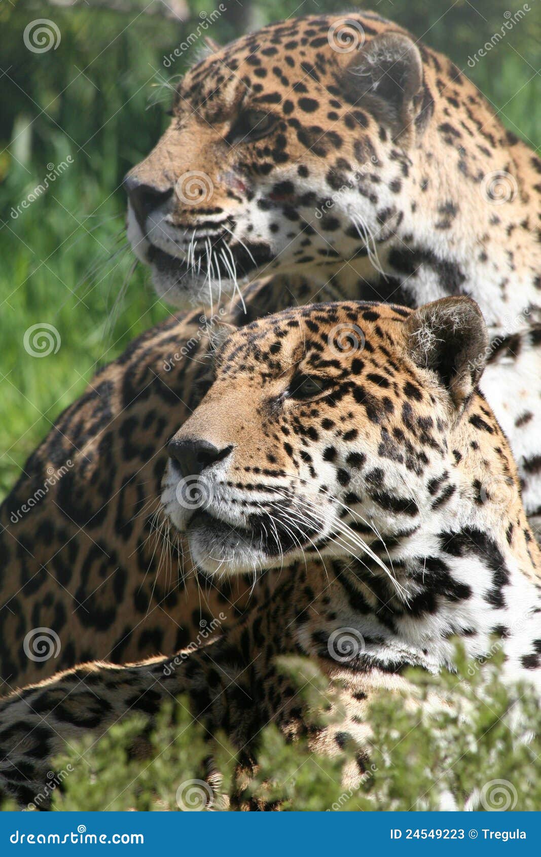 Leopard Pair Vertical stock image. Image of animal, leopard - 24549223