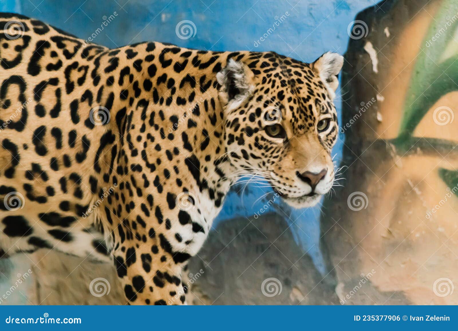 Leopard Pantera Padus Kotiya in the Rock Stock Photo - Image of animals ...