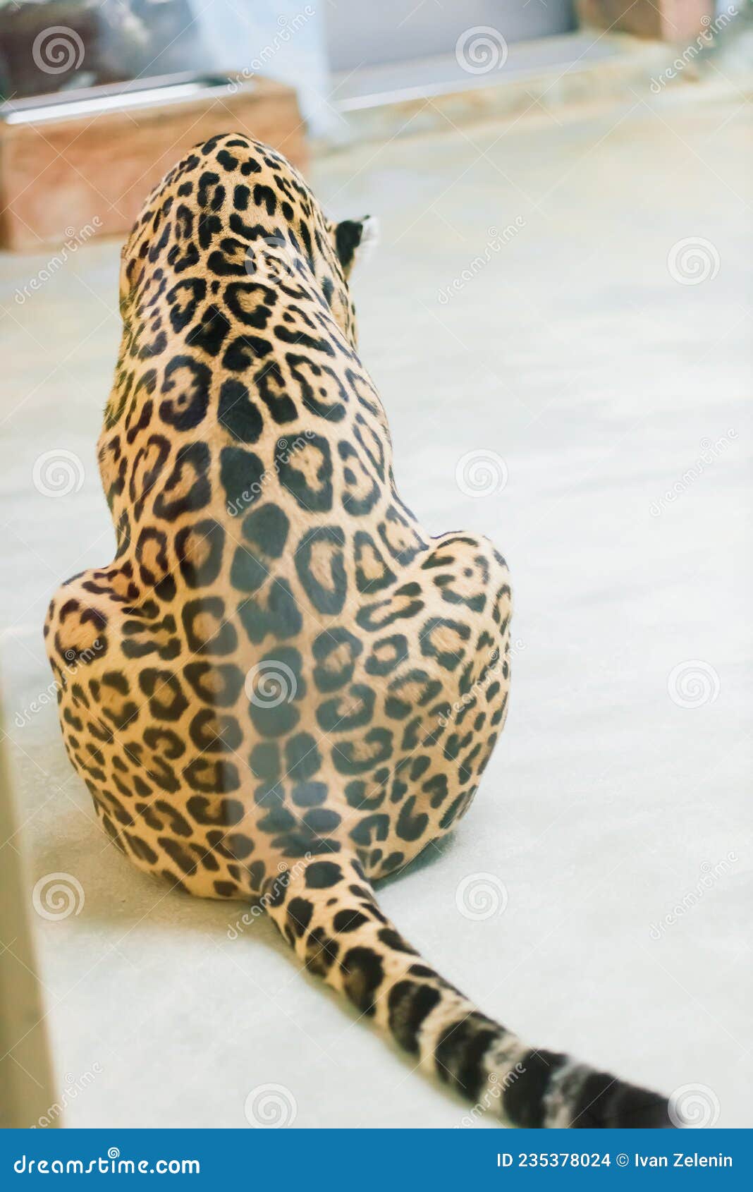 Leopard Pantera Padus Kotiya in the Rock Stock Photo - Image of ...