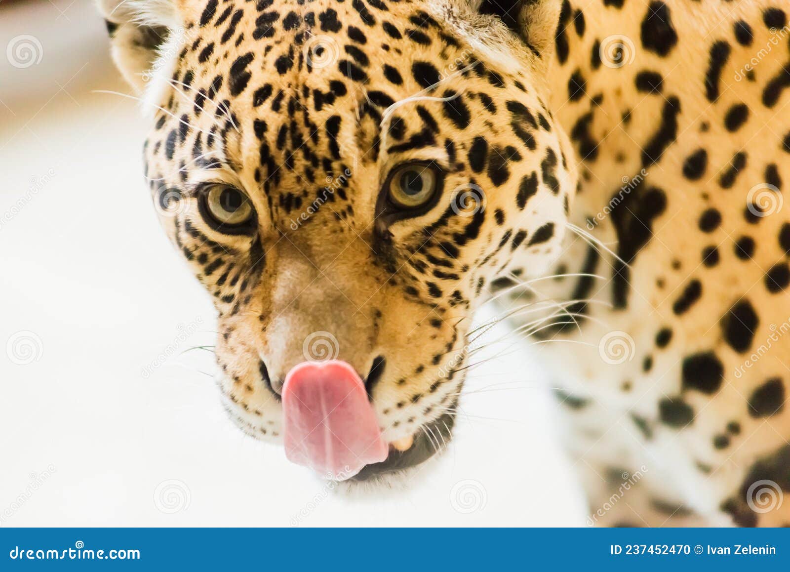 Leopard Pantera Padus Kotiya in the Rock Stock Photo - Image of animal ...
