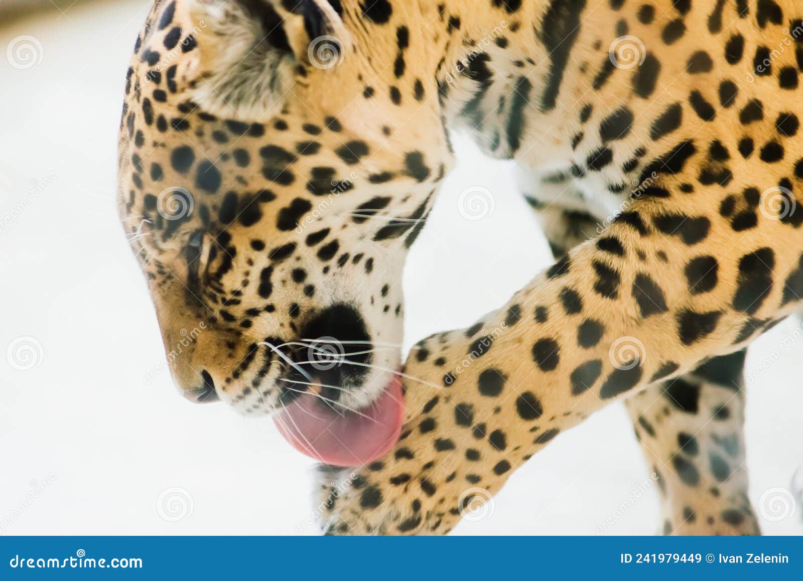 Leopard Pantera Padus Kotiya in the Rock Stock Image - Image of pantera ...