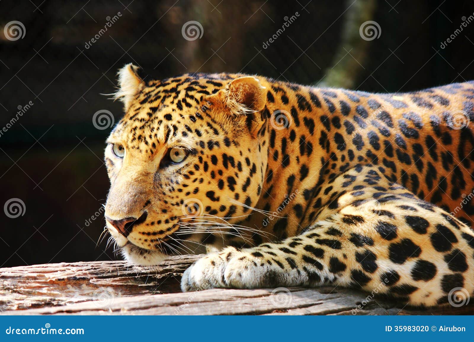 Leopard Or Panther Or Panthera Pardus Fusca Head On In Natural Green ...