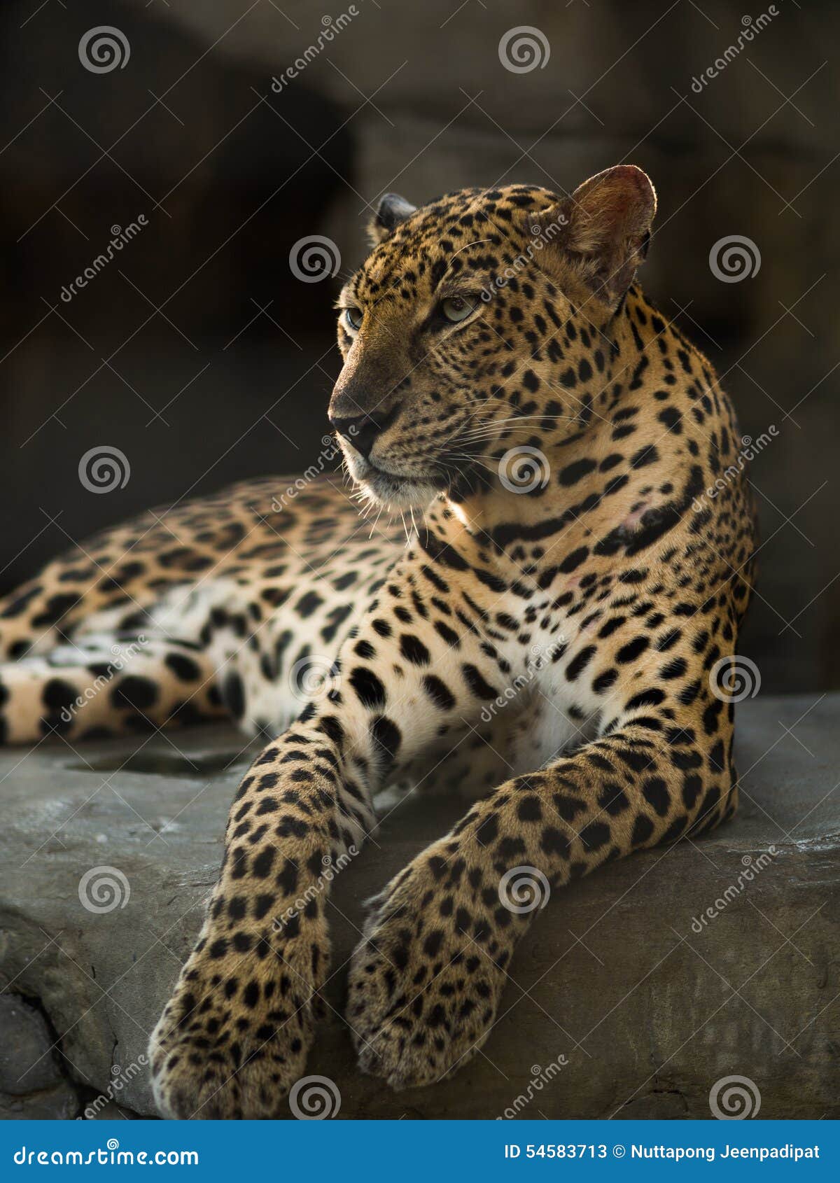 Leopard panther stock image. Image of dangerous, looking - 54583713