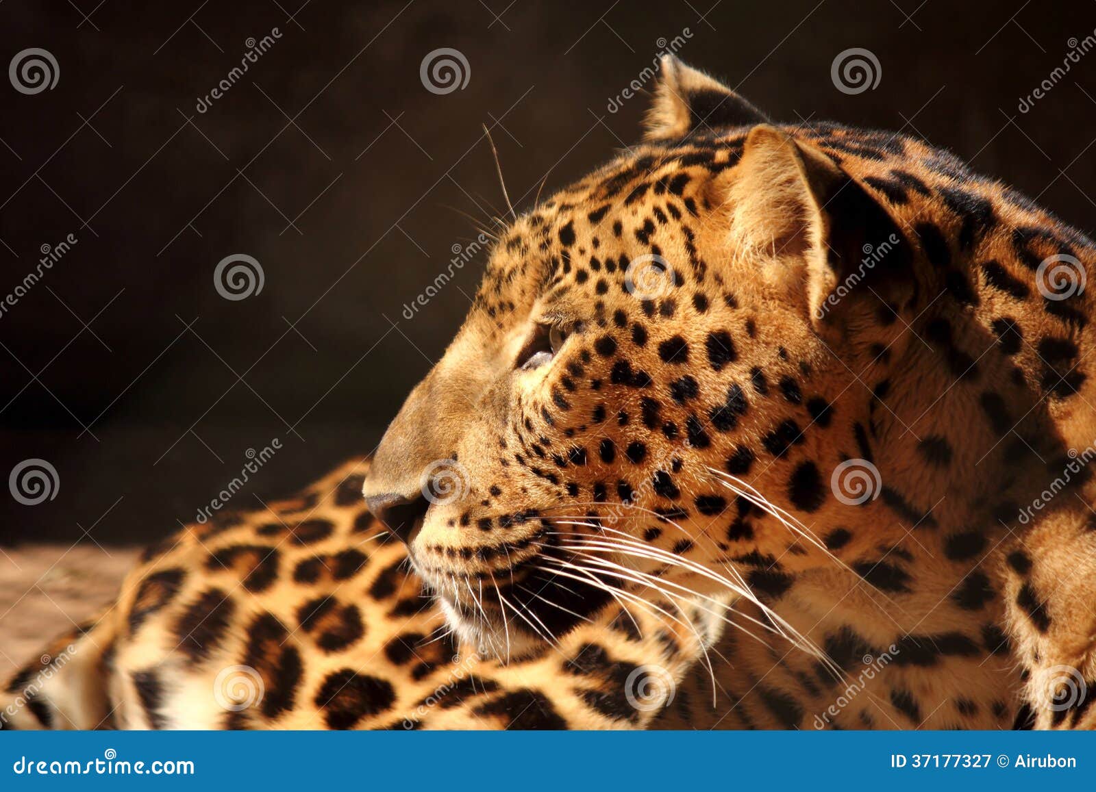 Leopard Or Panther Or Panthera Pardus Fusca Head On In Natural Green ...