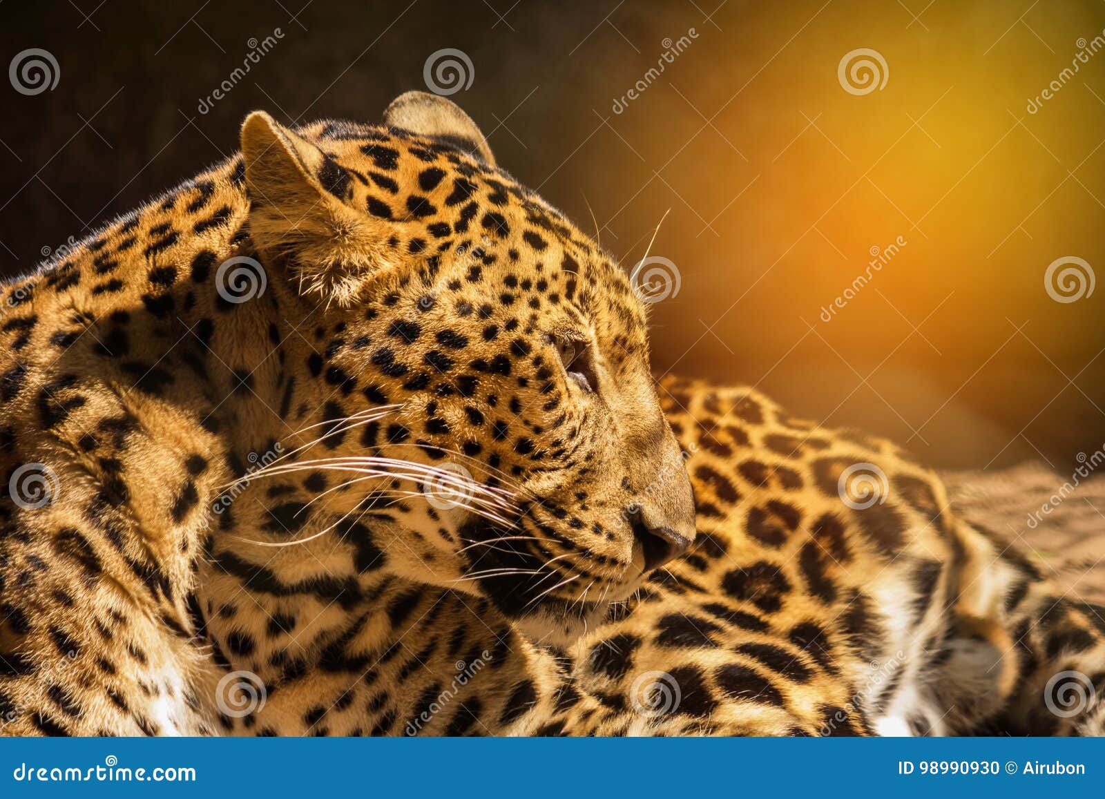 Leopard Or Panther Or Panthera Pardus Fusca Head On In Natural Green ...
