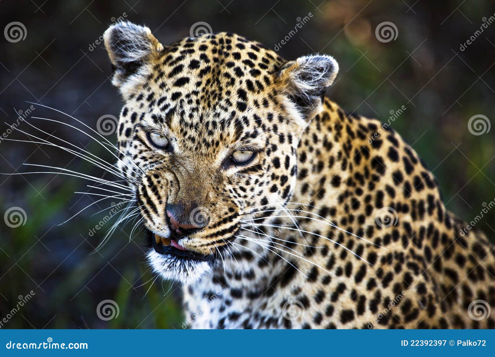 Leopard (Panthera pardus) stock image. Image of safari - 22392397