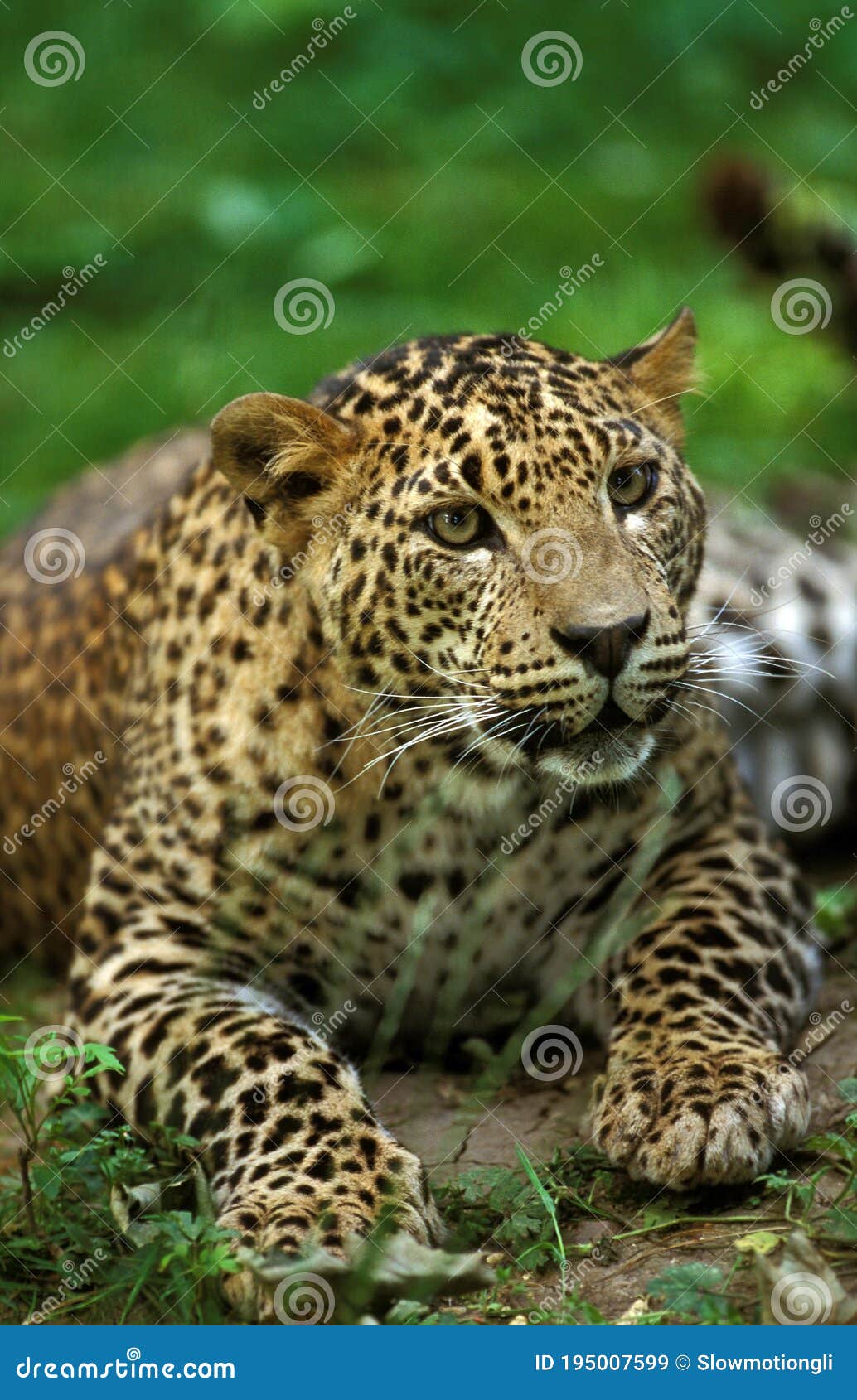 Leopard, Panthera Pardus, Adult Laying Stock Image - Image of pardus ...