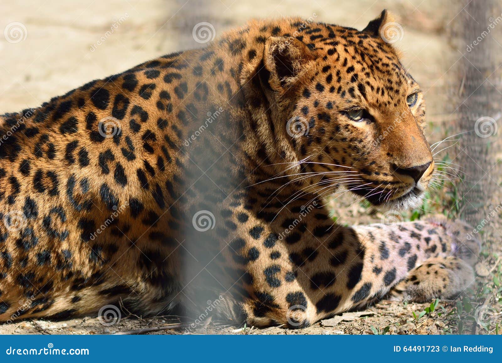 Leopard (Panthera Pardus) in Captivity Lying on Ground in Cage Stock ...