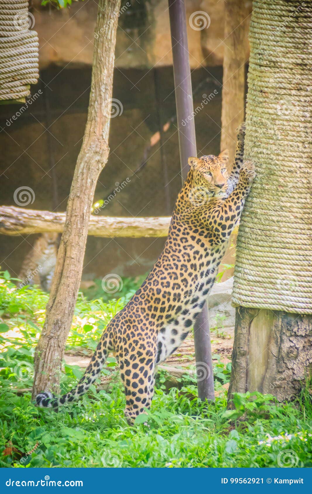 Leopard (Panthera Pardus) is Climbing on the Scaffold on the Trees. the ...