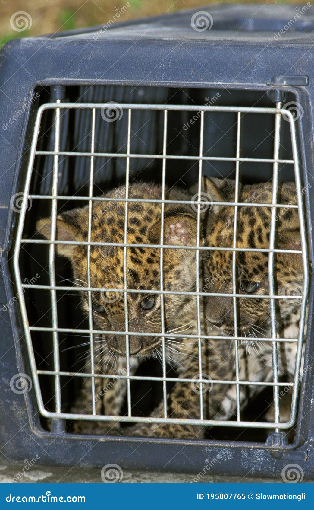 Leopard, Panthera Pardus, Cub in Cage Stock Image - Image of animal ...