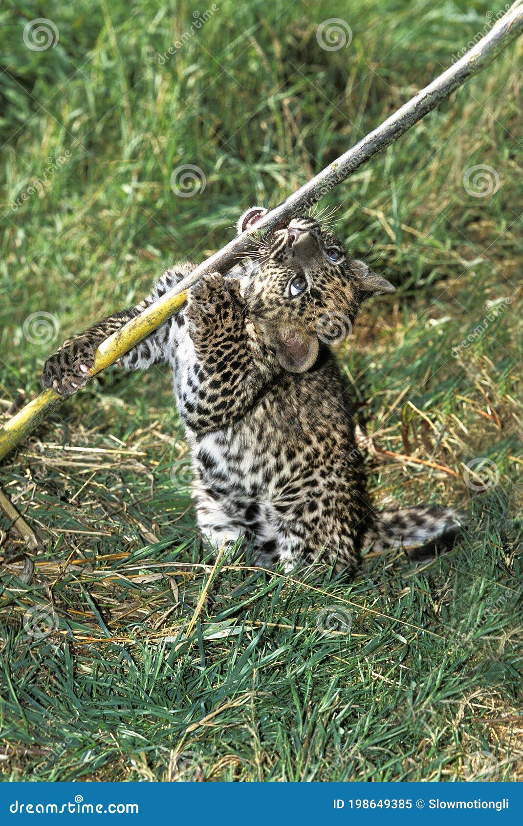Leopard, Panthera Pardus, Cub Playing Stock Image - Image of africa ...