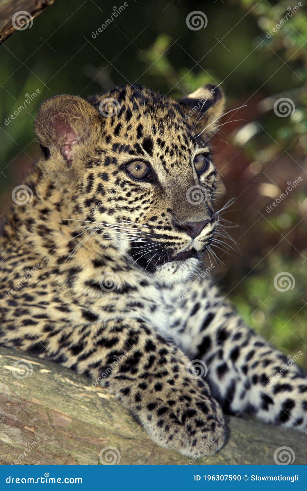 Leopard, Panthera Pardus, Cub Standing on Branch Stock Photo - Image of ...