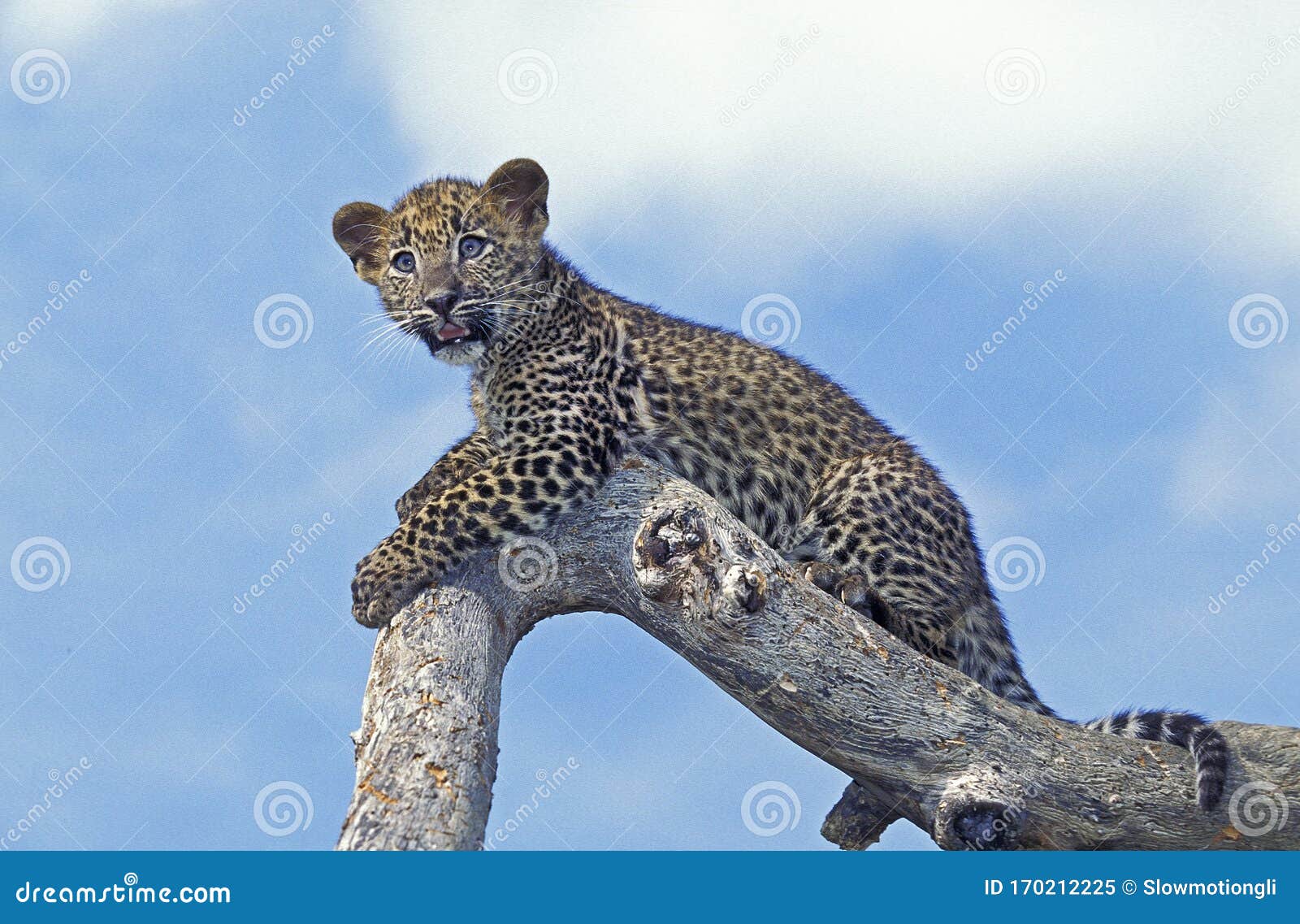 PANTHERE LEOPARD Panthera Pardus Stock Image - Image of leopard, africa ...