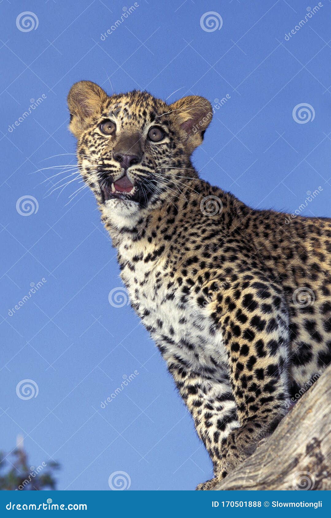 PANTHERE LEOPARD Panthera Pardus Stock Photo - Image of carnivore ...